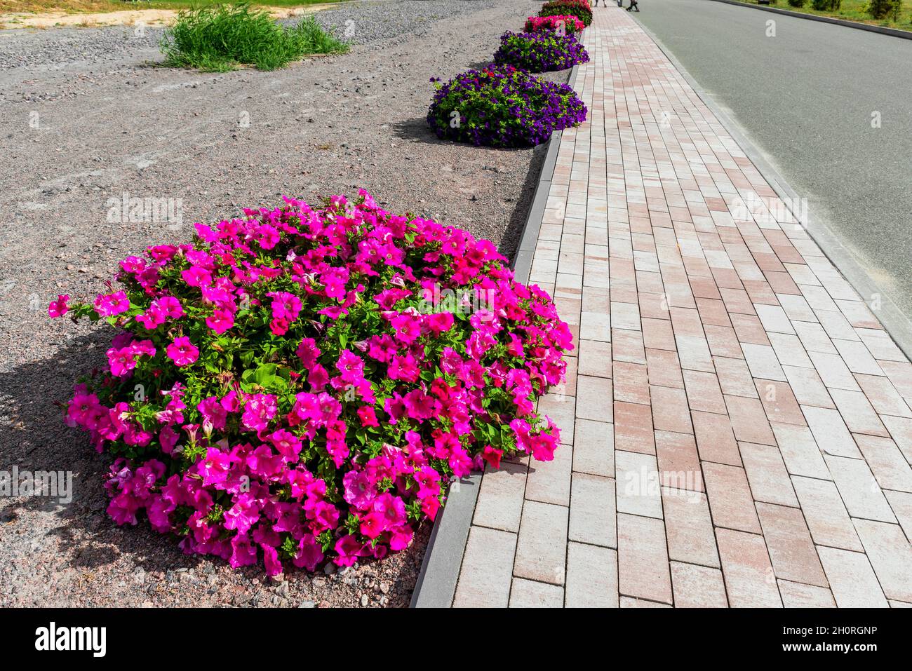 Beautiful flowerbed with blossoming bright red petunia flowers along ...