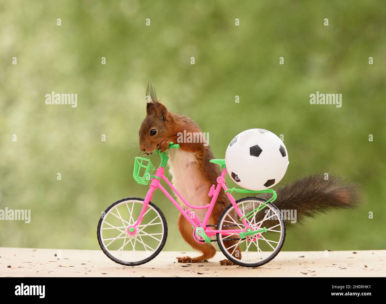 Red squirrel is holding a football hi-res stock photography and images ...