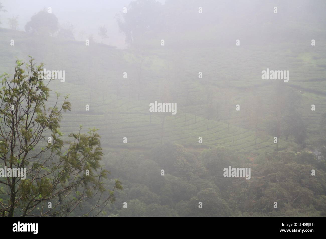 tea plantation on the hilltop of Vagamon in south India during the ...