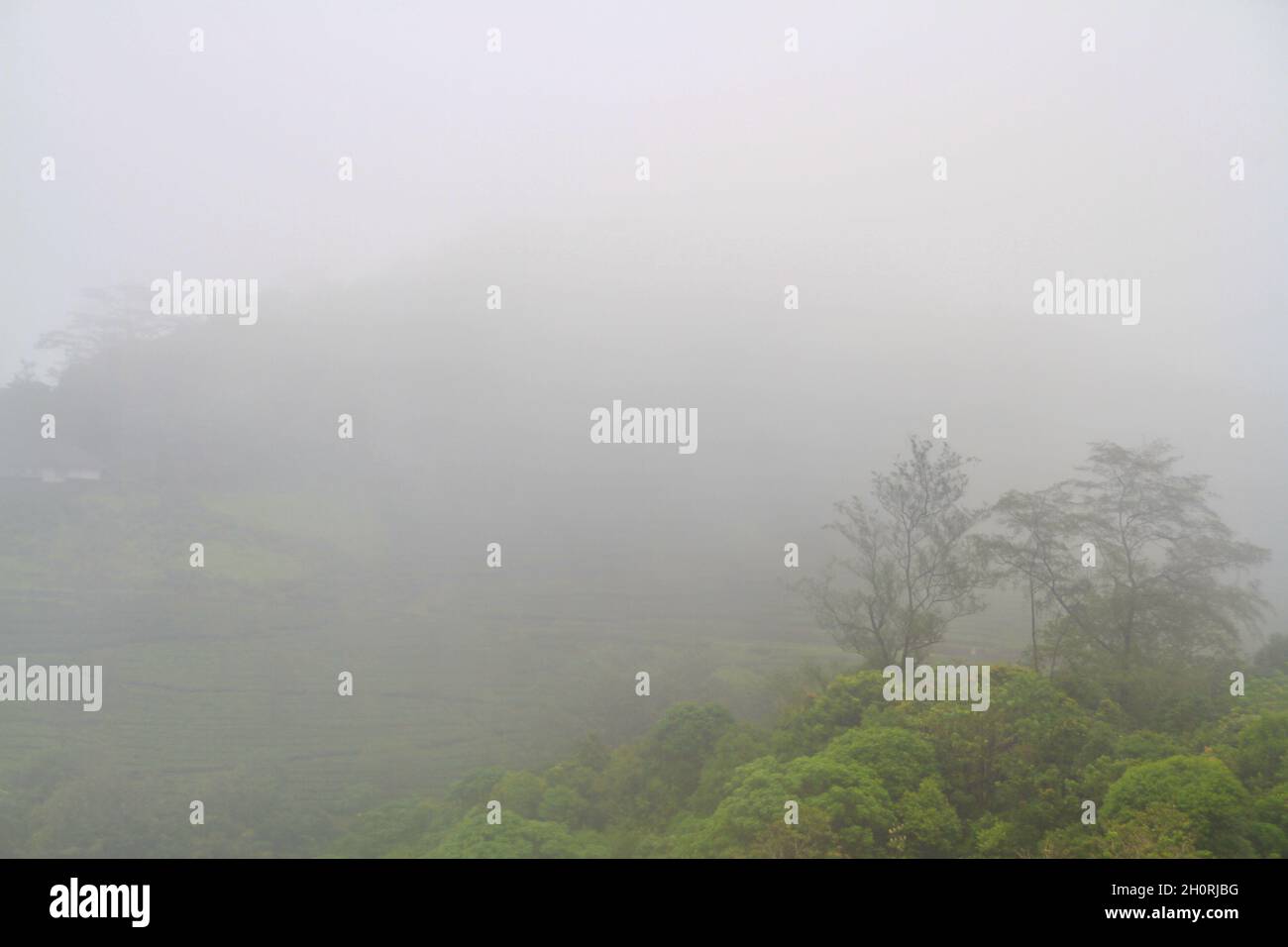 tea plantation on the hilltop of Vagamon in south India during the ...
