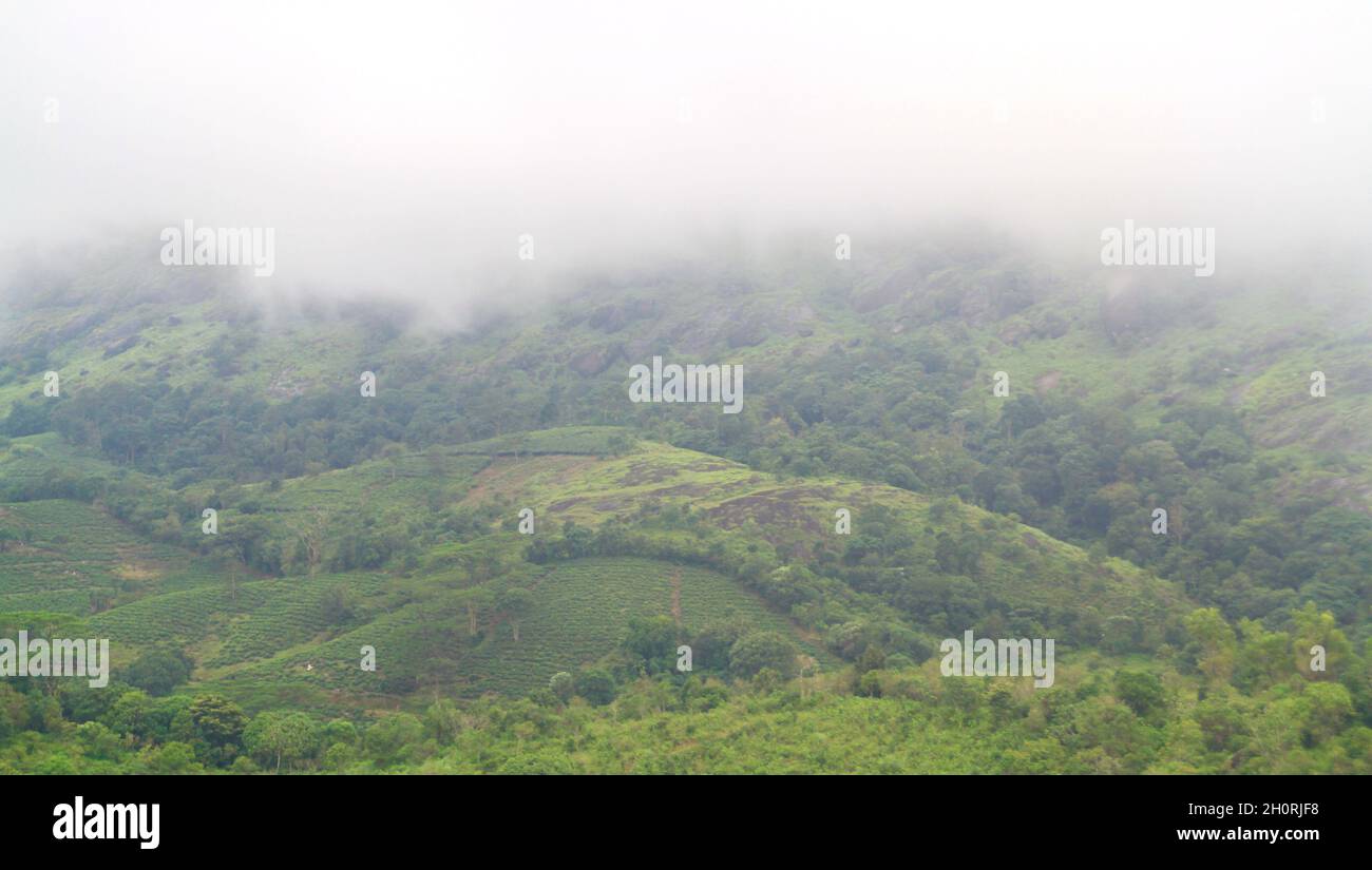 Tea plantation vagamon hi-res stock photography and images - Alamy