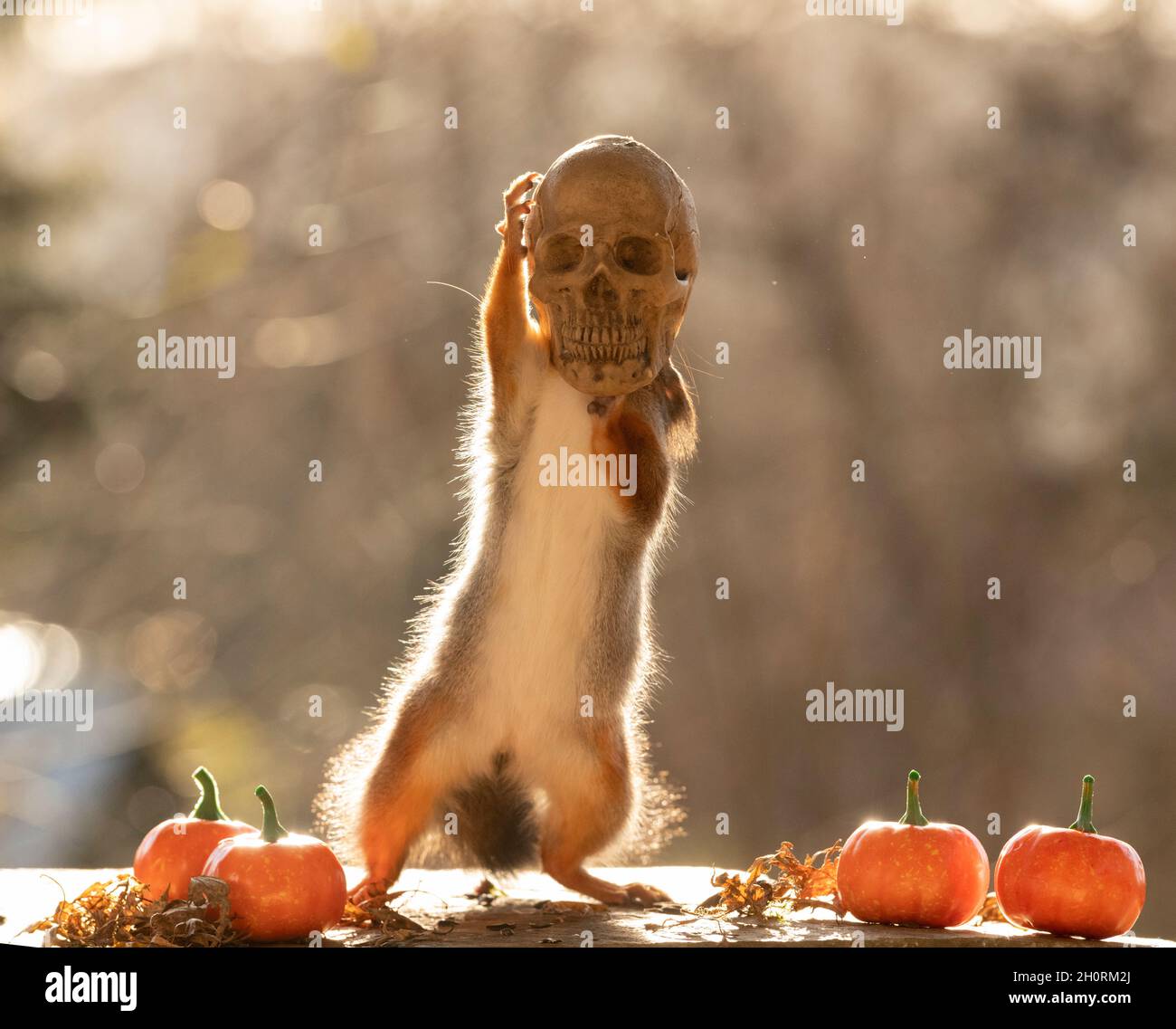 Red squirrel skeleton hi-res stock photography and images - Alamy