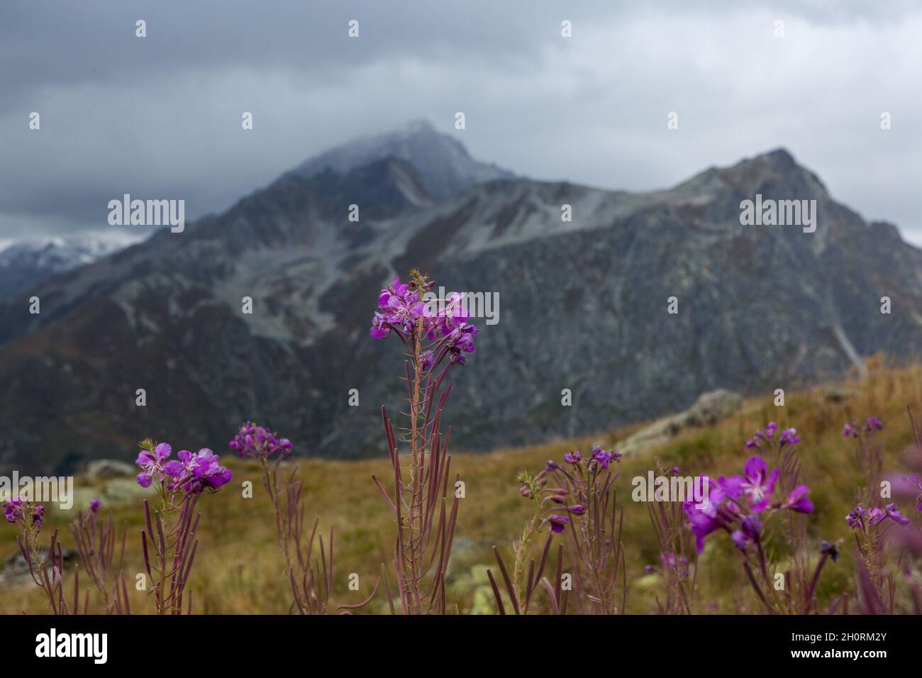 Caucasus mountain flower hi-res stock photography and images - Alamy