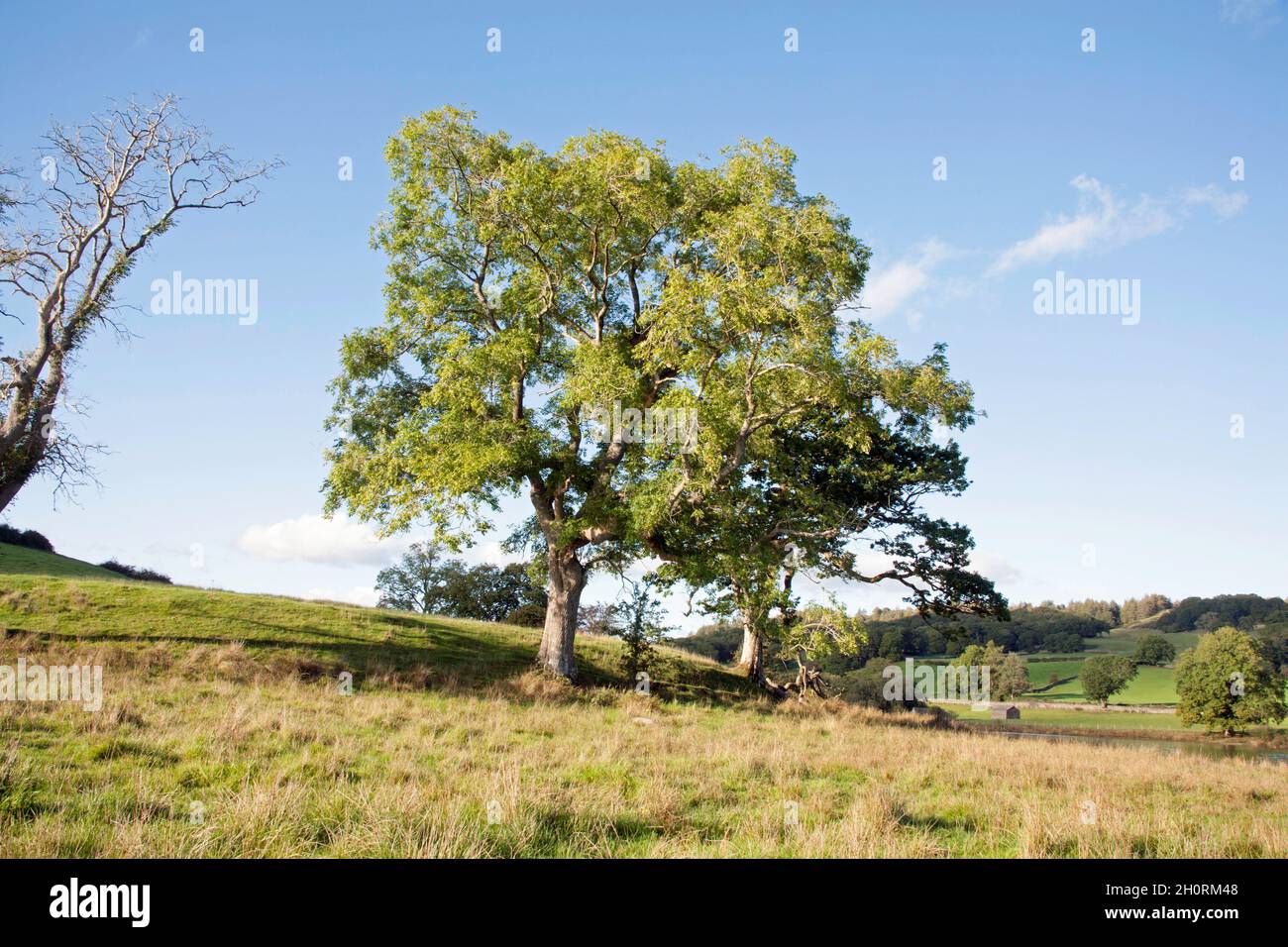 Ash trees lake district hi-res stock photography and images - Alamy