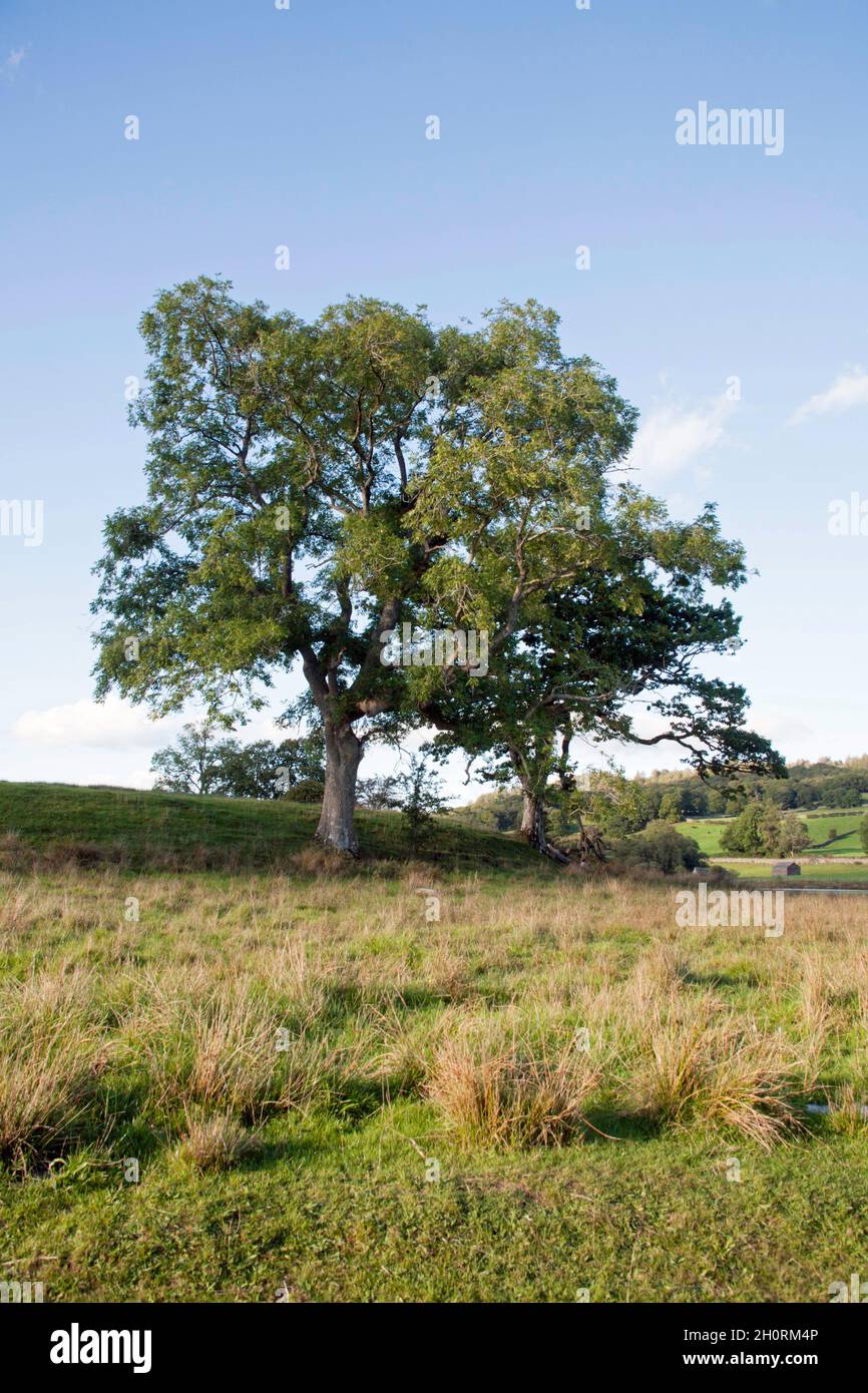 Ash trees england hi-res stock photography and images - Alamy