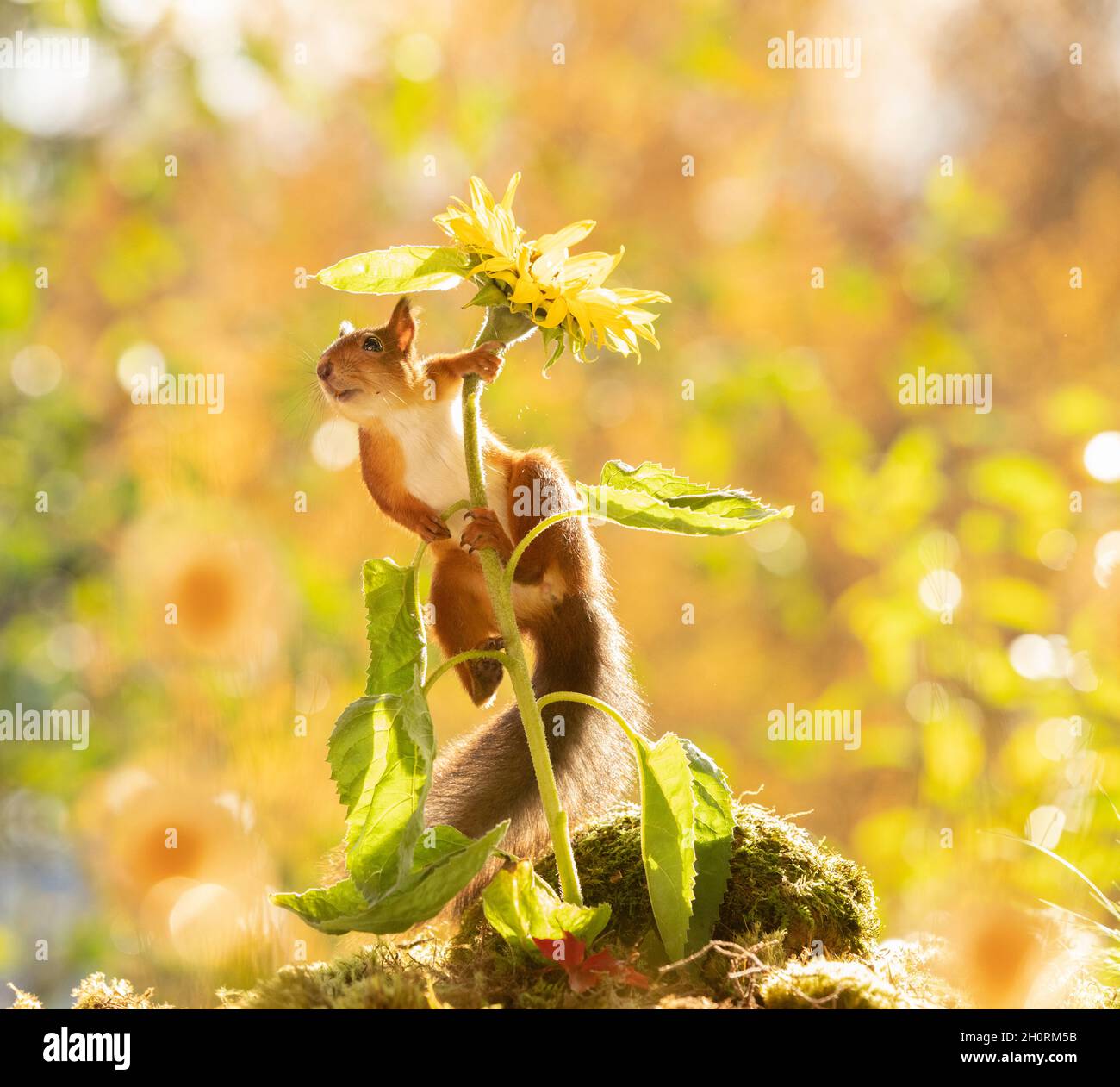 Red squirrel is climbing in a sunflower hi-res stock photography and ...
