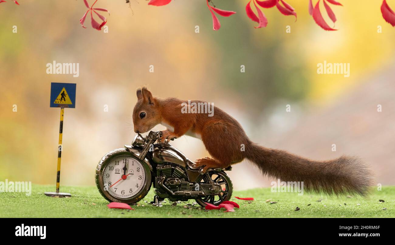 Squirrel motorcycle hi-res stock photography and images - Alamy