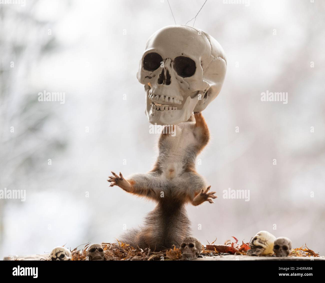 Red squirrel skeleton hi-res stock photography and images - Alamy