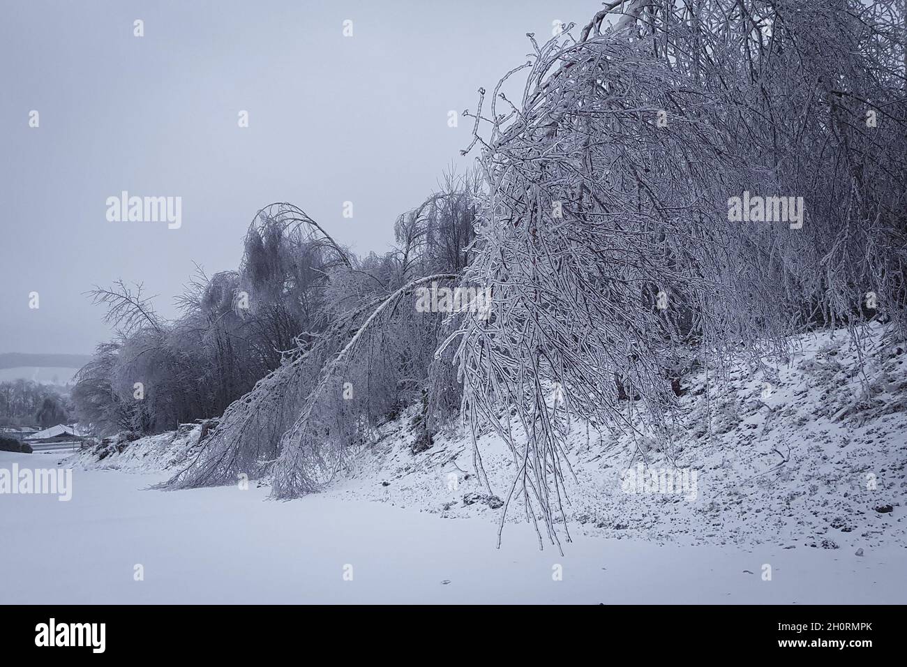 Ice storm impacts on trees Stock Photo - Alamy