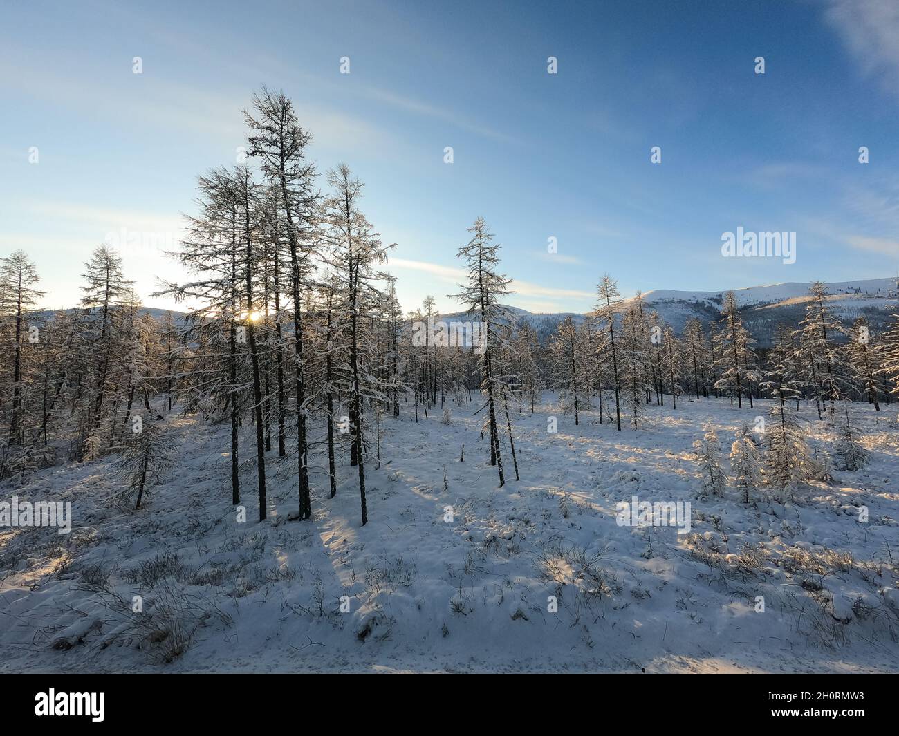 Winter forest, snow covered fir trees, Kolyma, Russia Stock Photo - Alamy