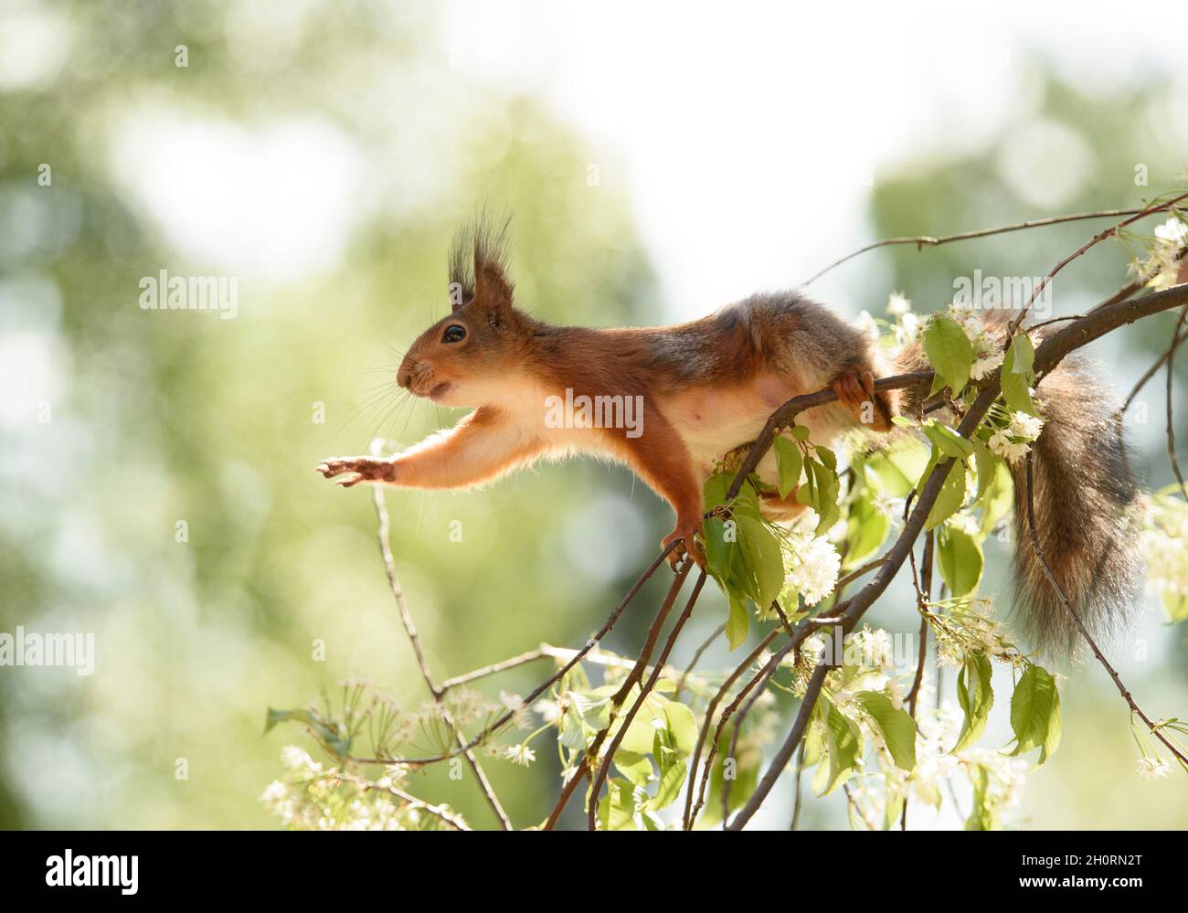 Animal reaching out tree hi-res stock photography and images - Alamy