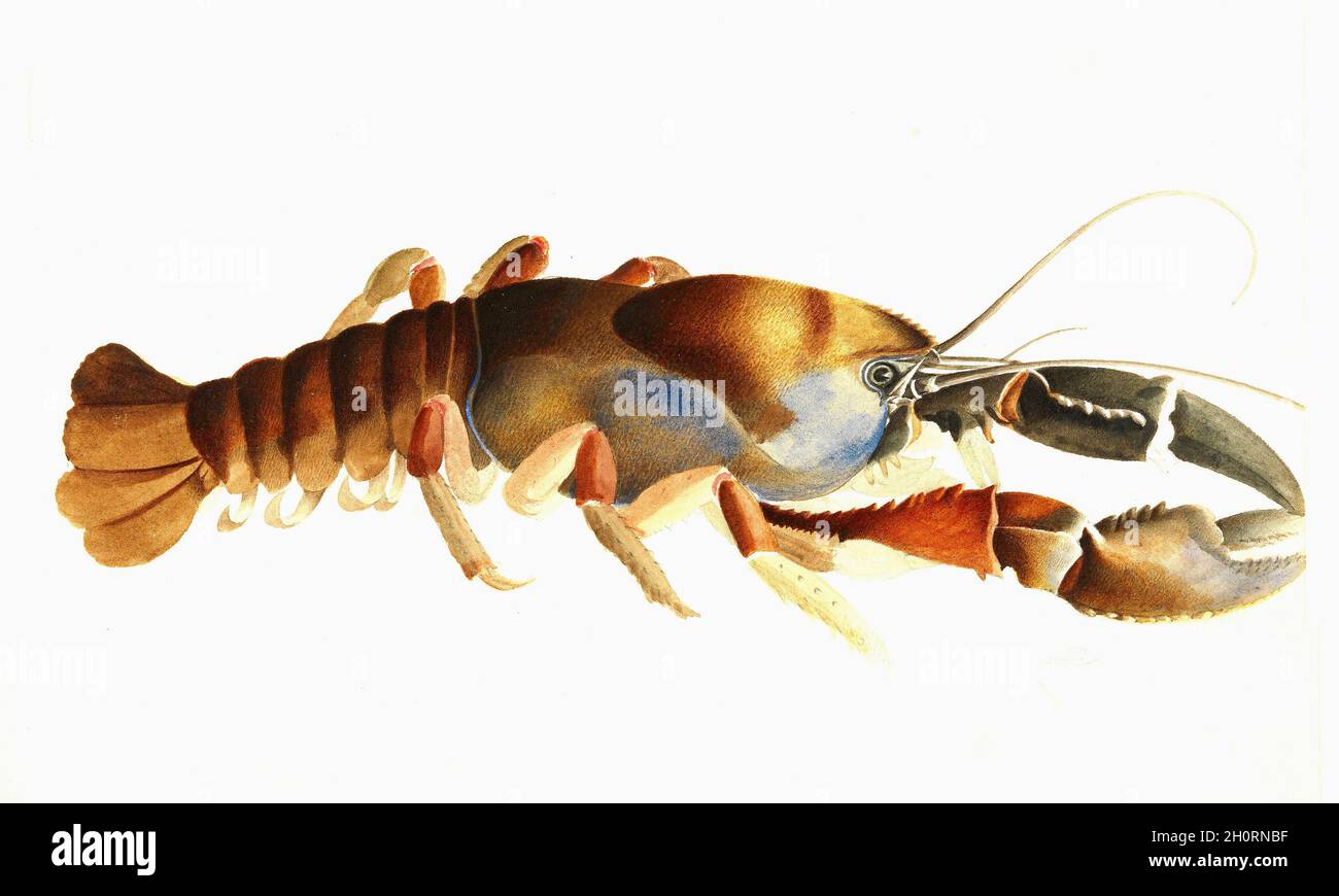 Tasmanian freshwater crayfish hi-res stock photography and images - Alamy