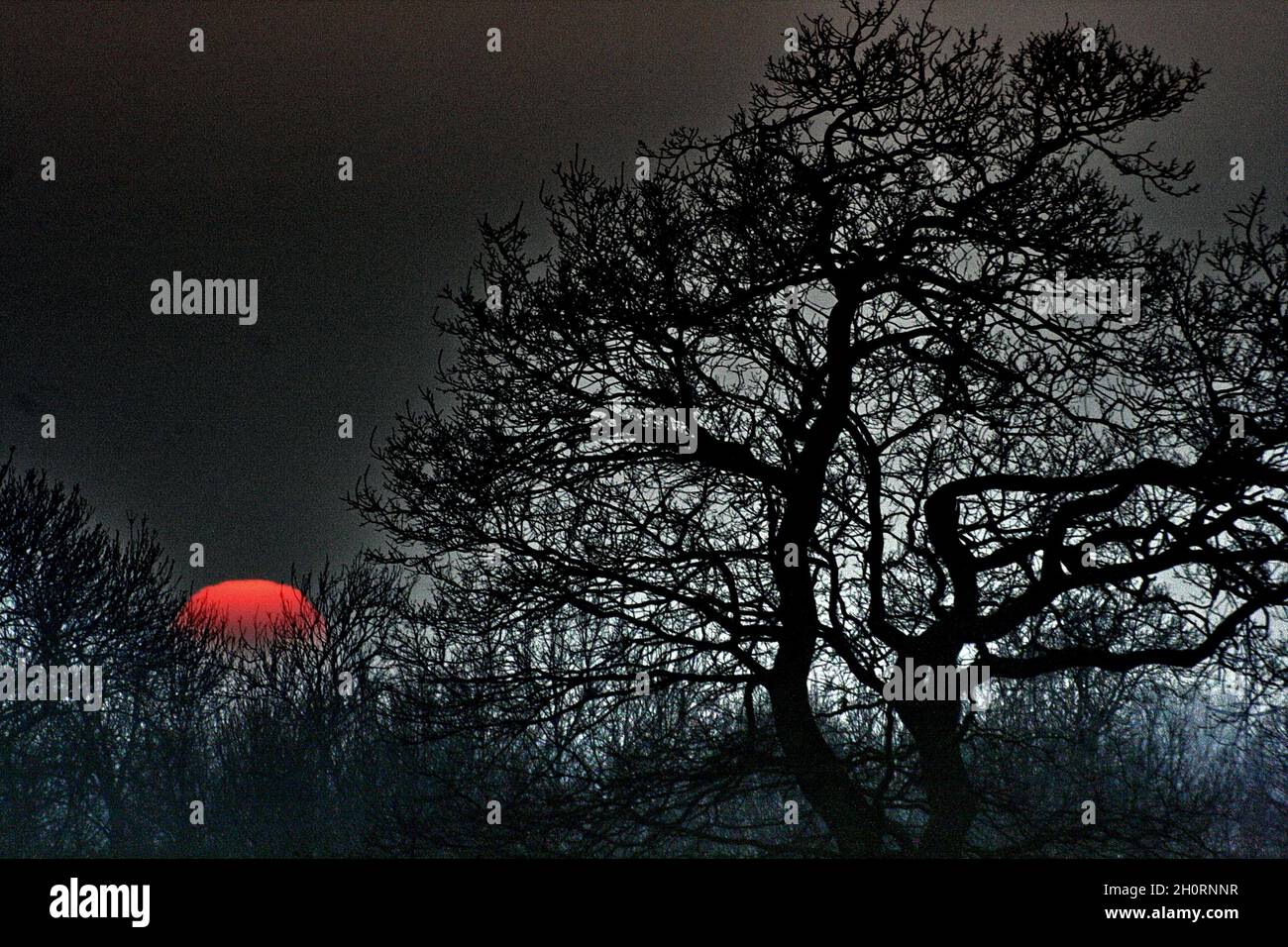 Red sun setting behind treetops, England, UK Stock Photo - Alamy