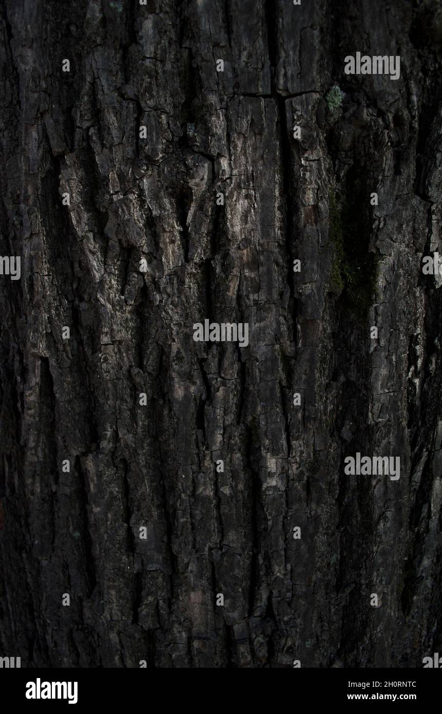 Old dark tree bark texture close up Stock Photo - Alamy