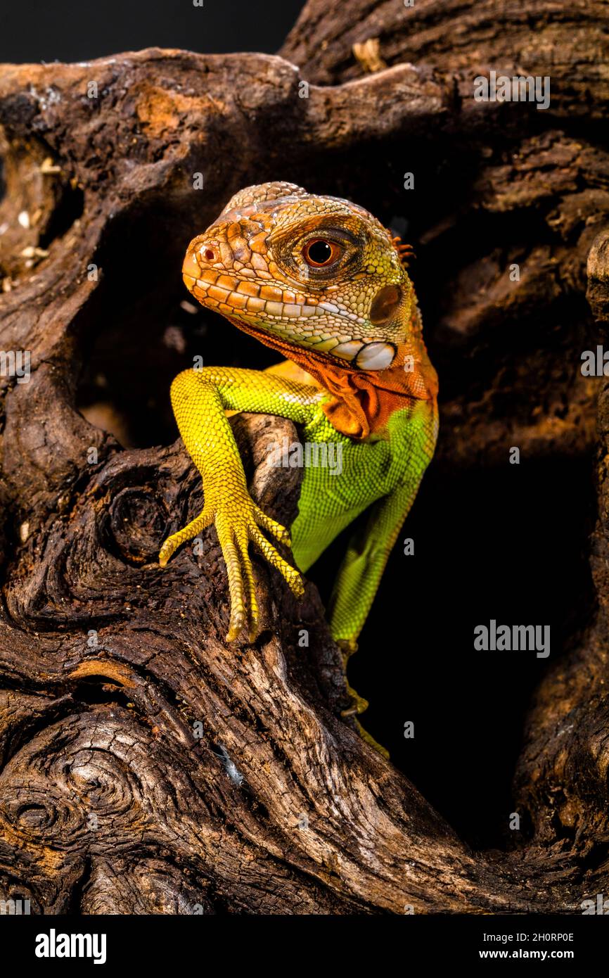 Super red iguana peeking out from a hole in a piece of wood, Indonesia ...