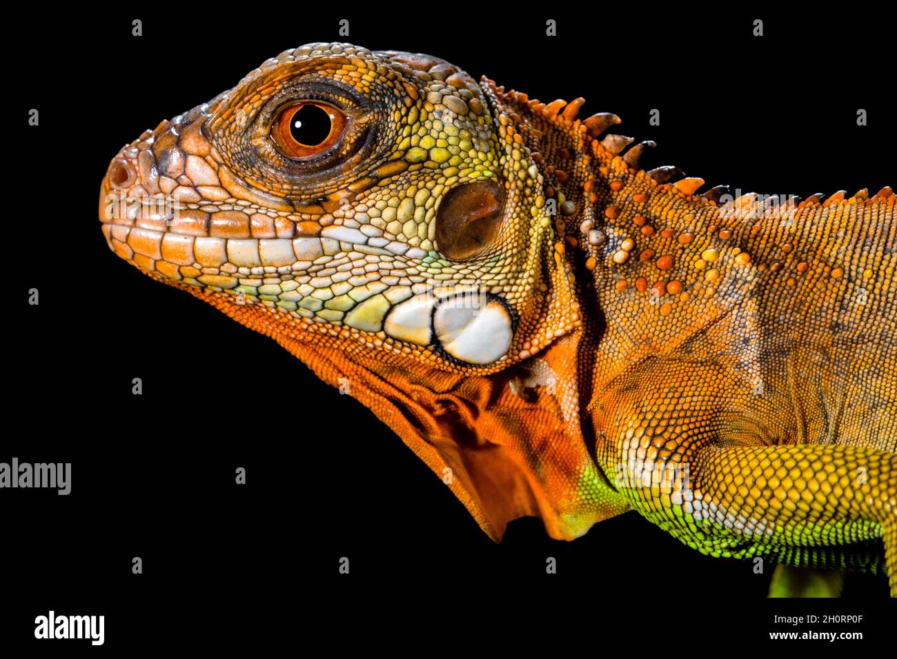 Close-up portrait of a Super red iguana, Indonesia Stock Photo - Alamy