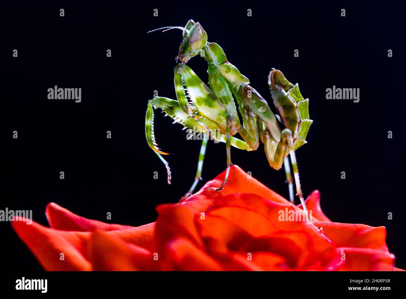 Praying mantis standing hi-res stock photography and images - Alamy