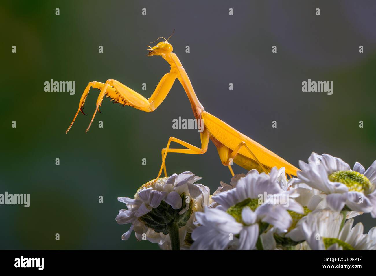 Golden praying mantis on daisies, Indonesia Stock Photo - Alamy