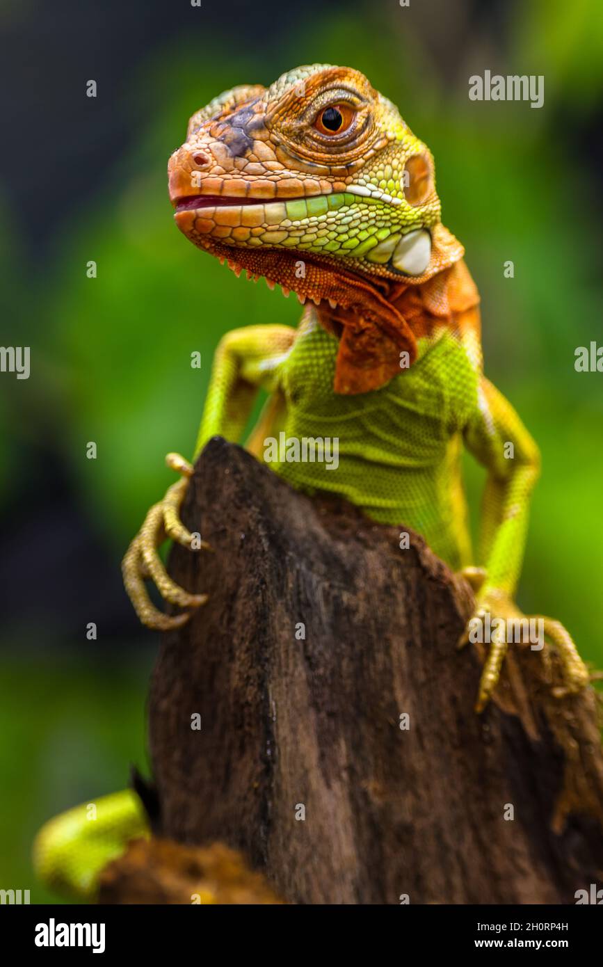 Close-up portrait of a Super red iguana, Indonesia Stock Photo - Alamy