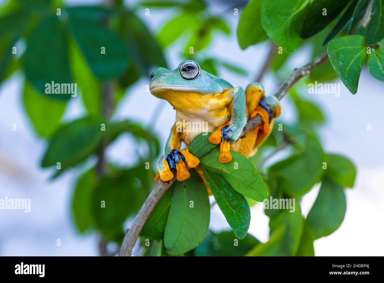 Flying frog wallace's hi-res stock photography and images - Alamy