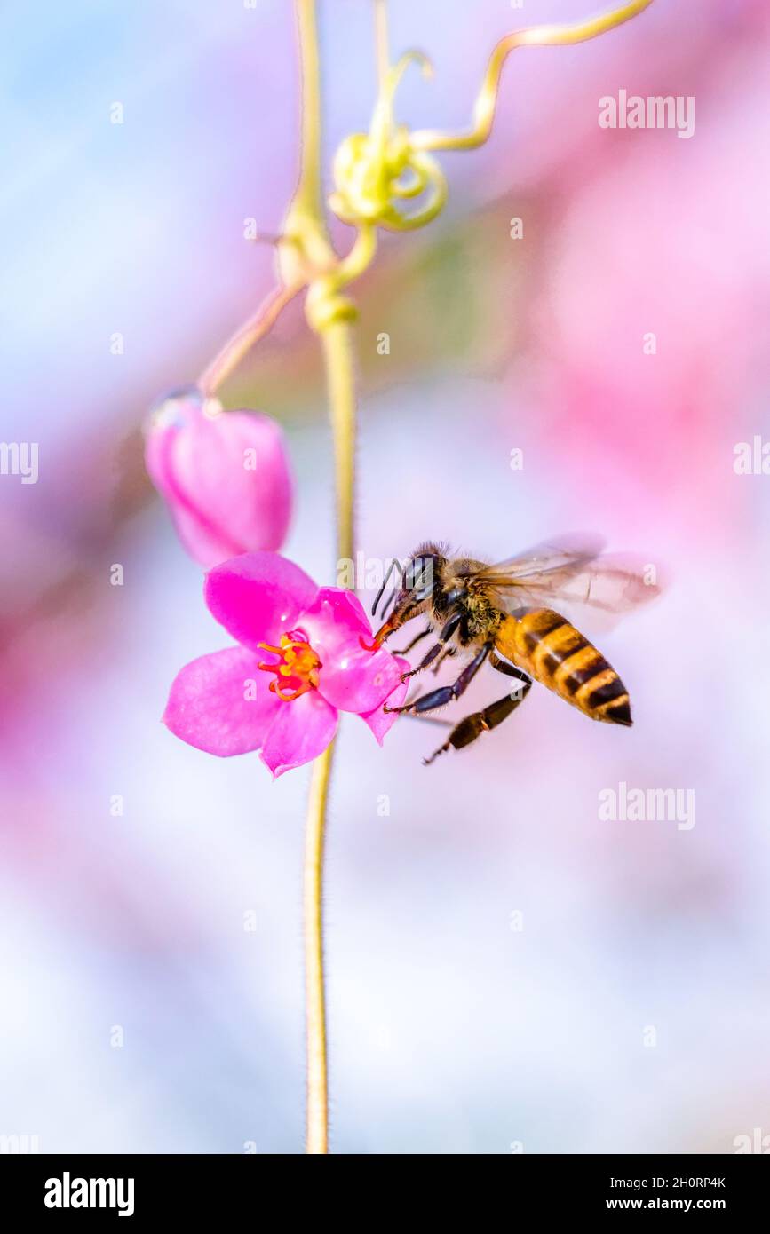 Bee hovering next to a pink flower, Indonesia Stock Photo - Alamy
