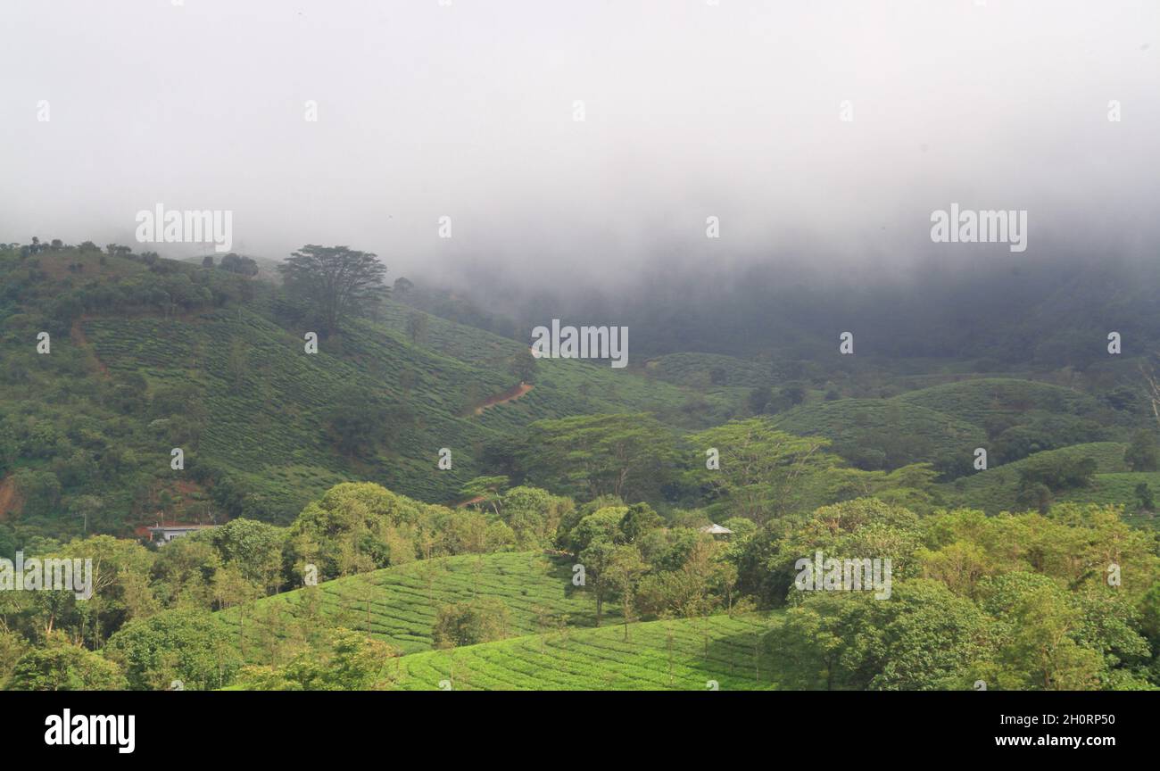 tea plantation on the hilltop of Vagamon in south India during the ...