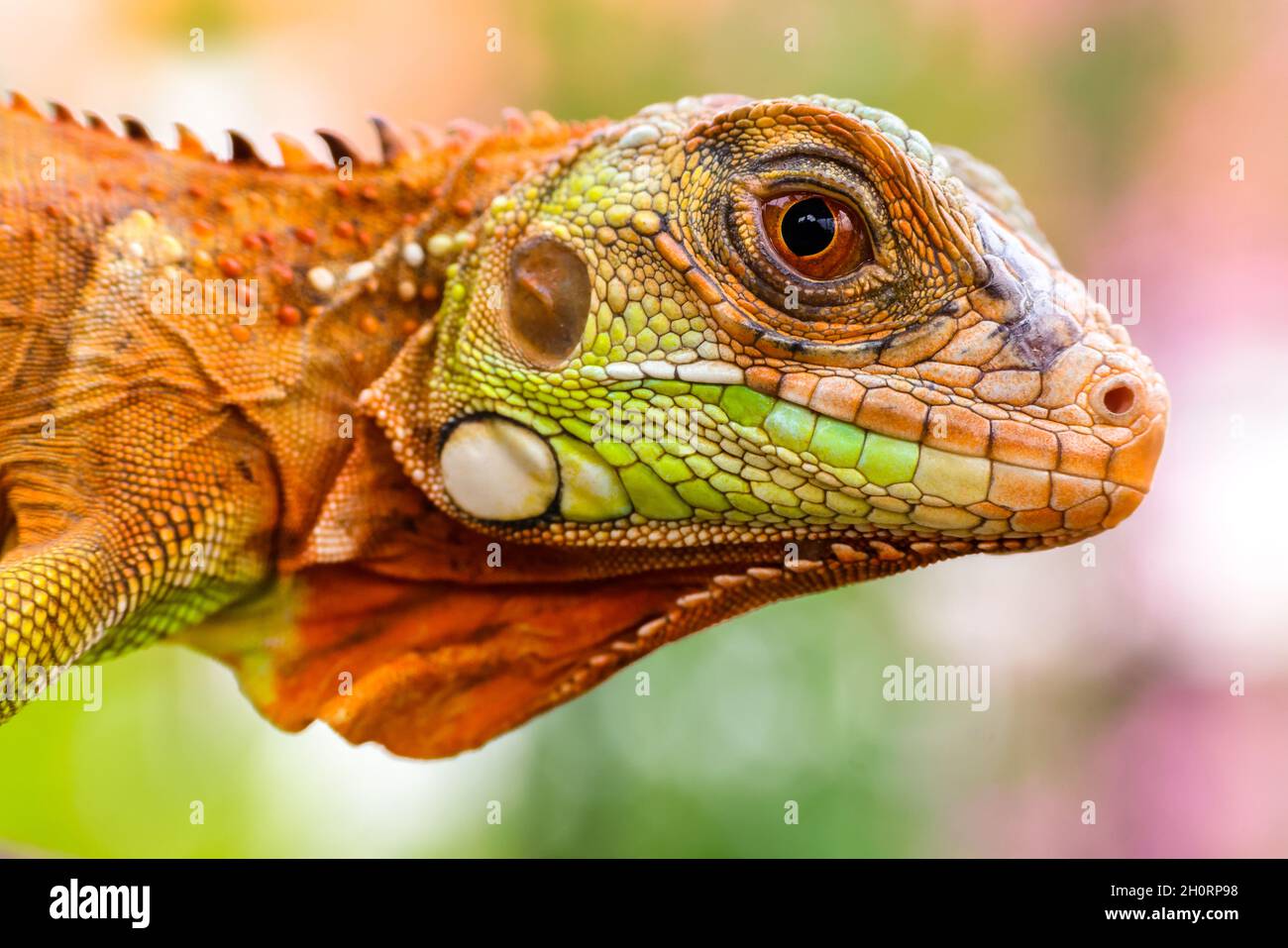 Close-up portrait of a Super red iguana, Indonesia Stock Photo - Alamy