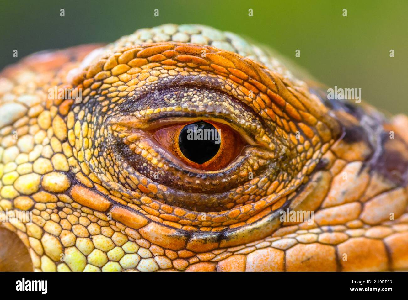 Red Reptile Eye