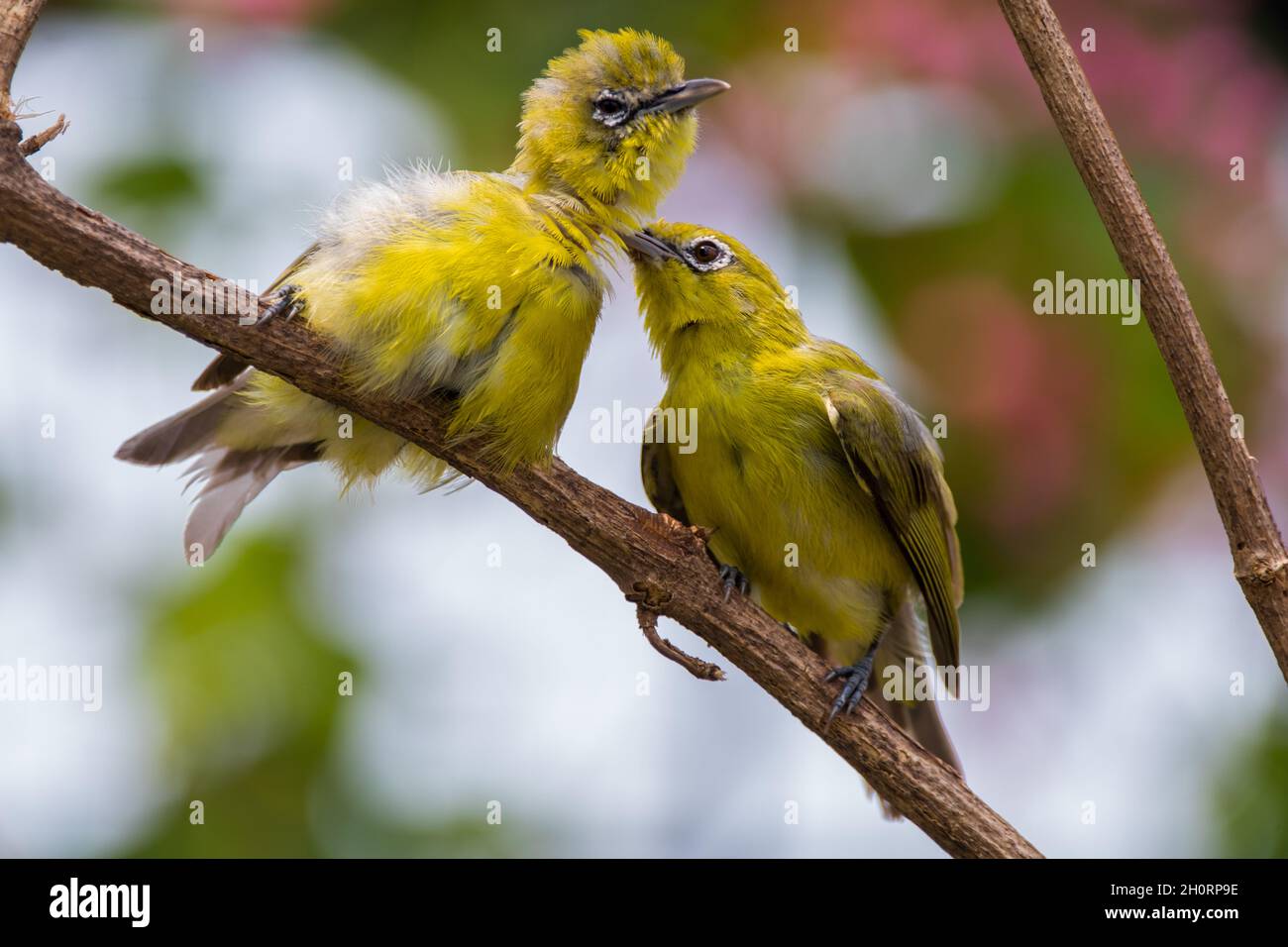 Zosterops japonicus animals hi-res stock photography and images - Alamy