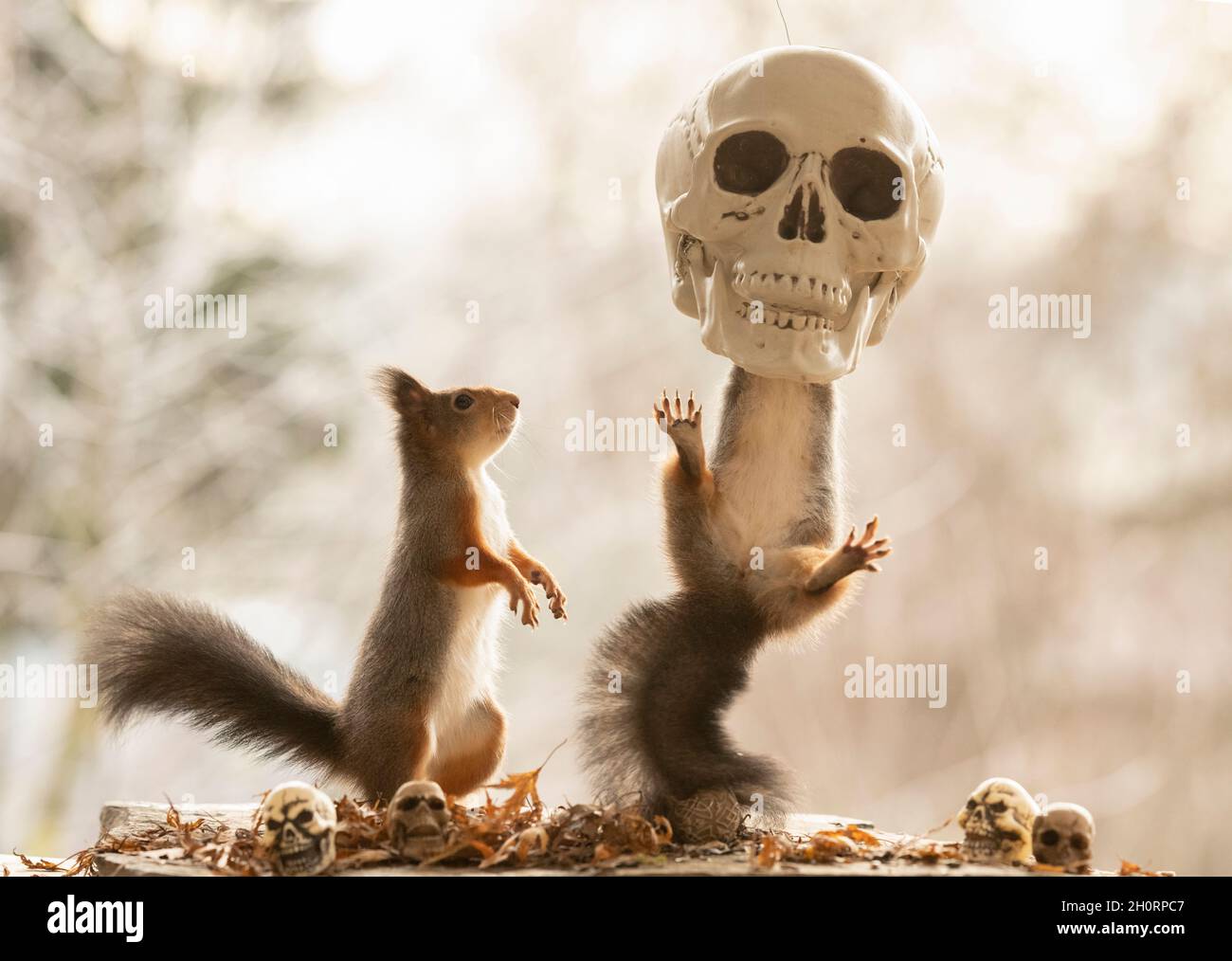 Dead sciuridae hi-res stock photography and images - Alamy