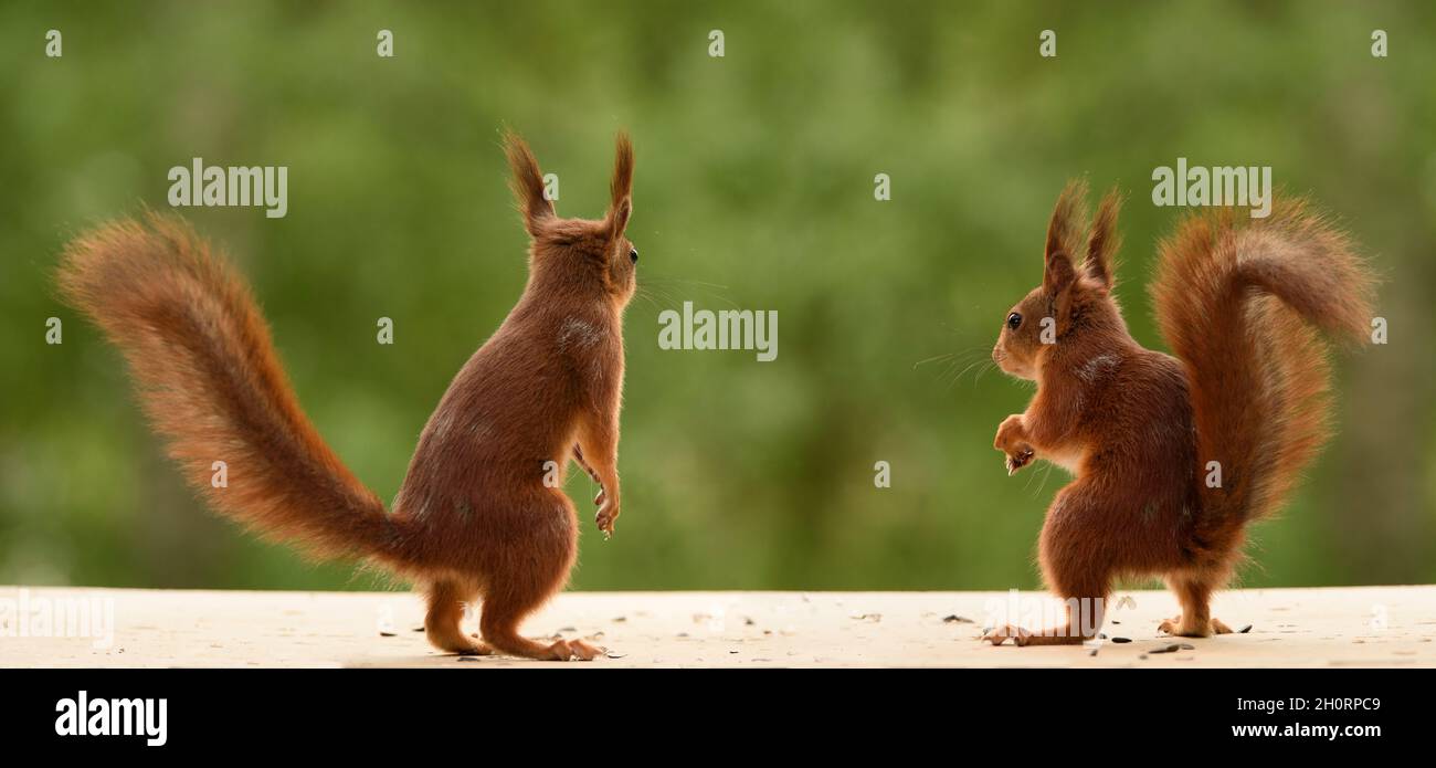 Red squirrels are standing together and watching away hi-res stock ...