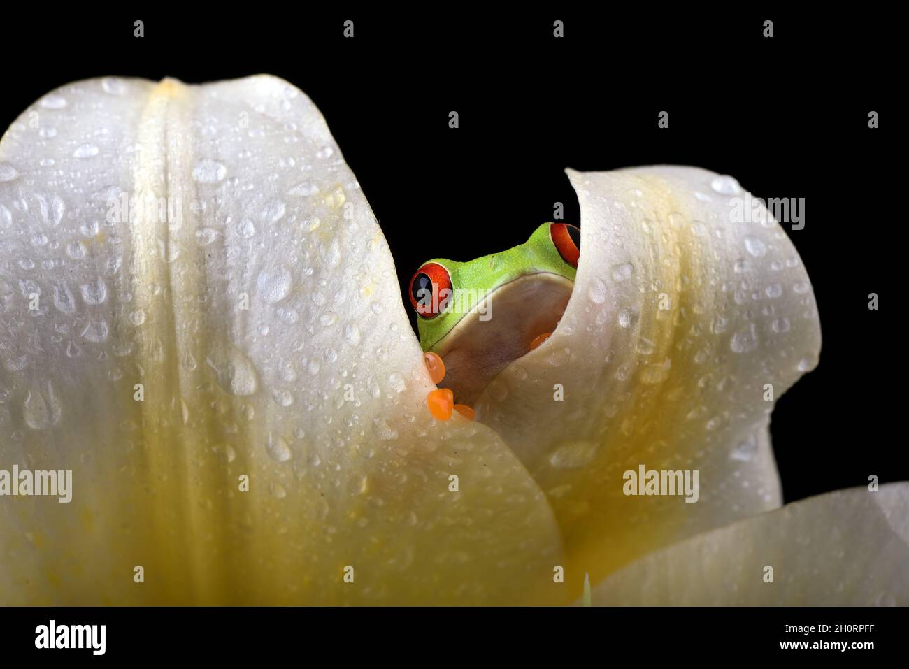 Red-eyed tree frog peeking through dew covered lily petals, Indonesia ...