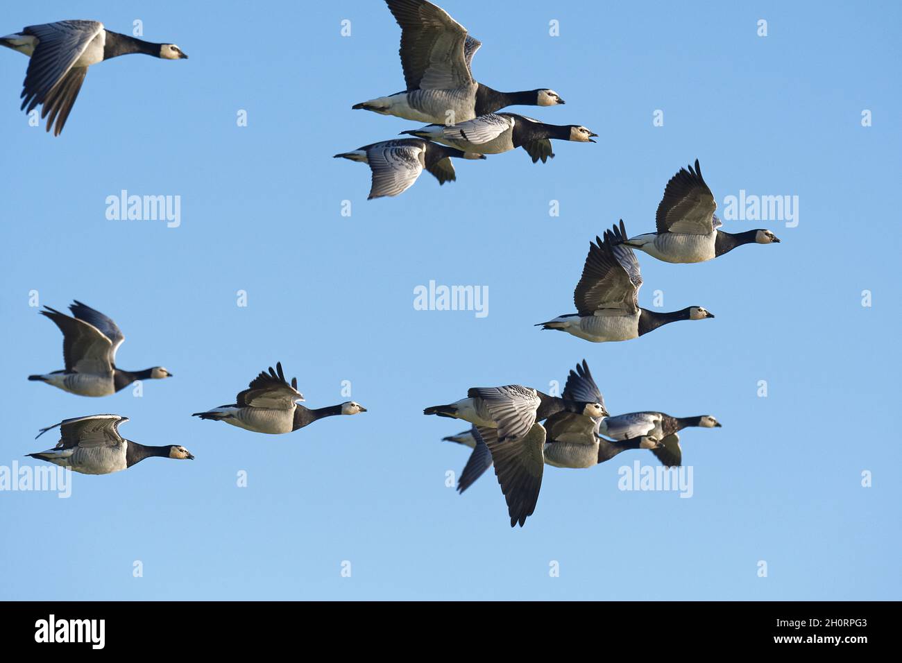 Flock of Barnacle geese in flight, East Frisia, Lower Saxony, Germany ...