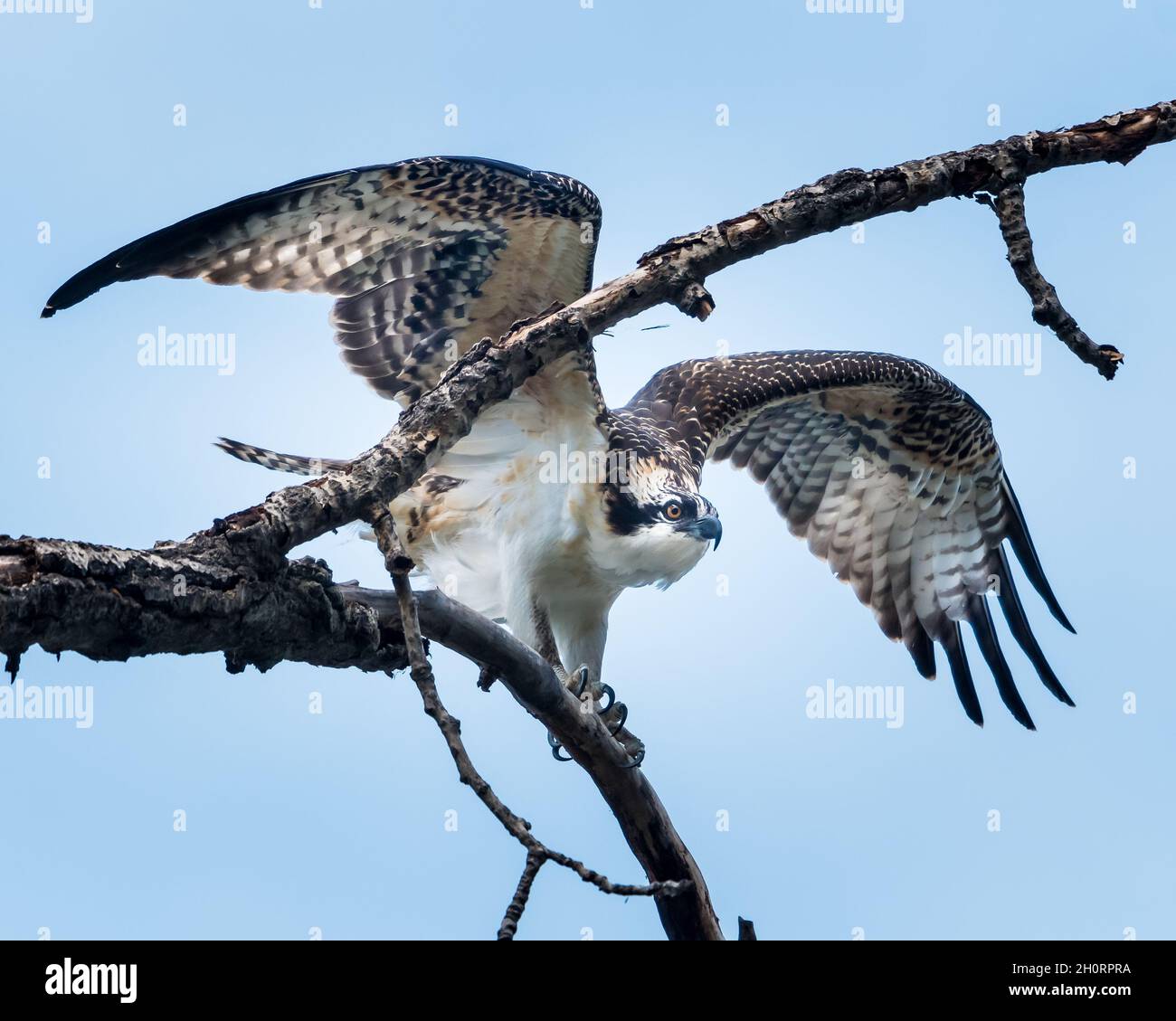 Osprey perched in a tree ready to take off, Canada Stock Photo - Alamy