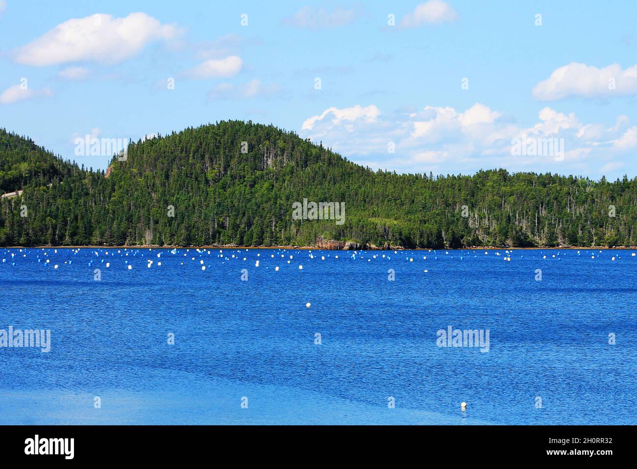 Blue and white buoys of a mussel farm, in the water, Trinity Bay ...