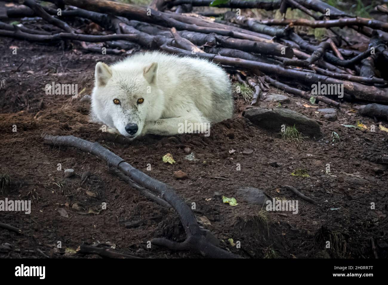 Portrait of an Arctic Wolf lying amongst tree branches, Canada Stock ...