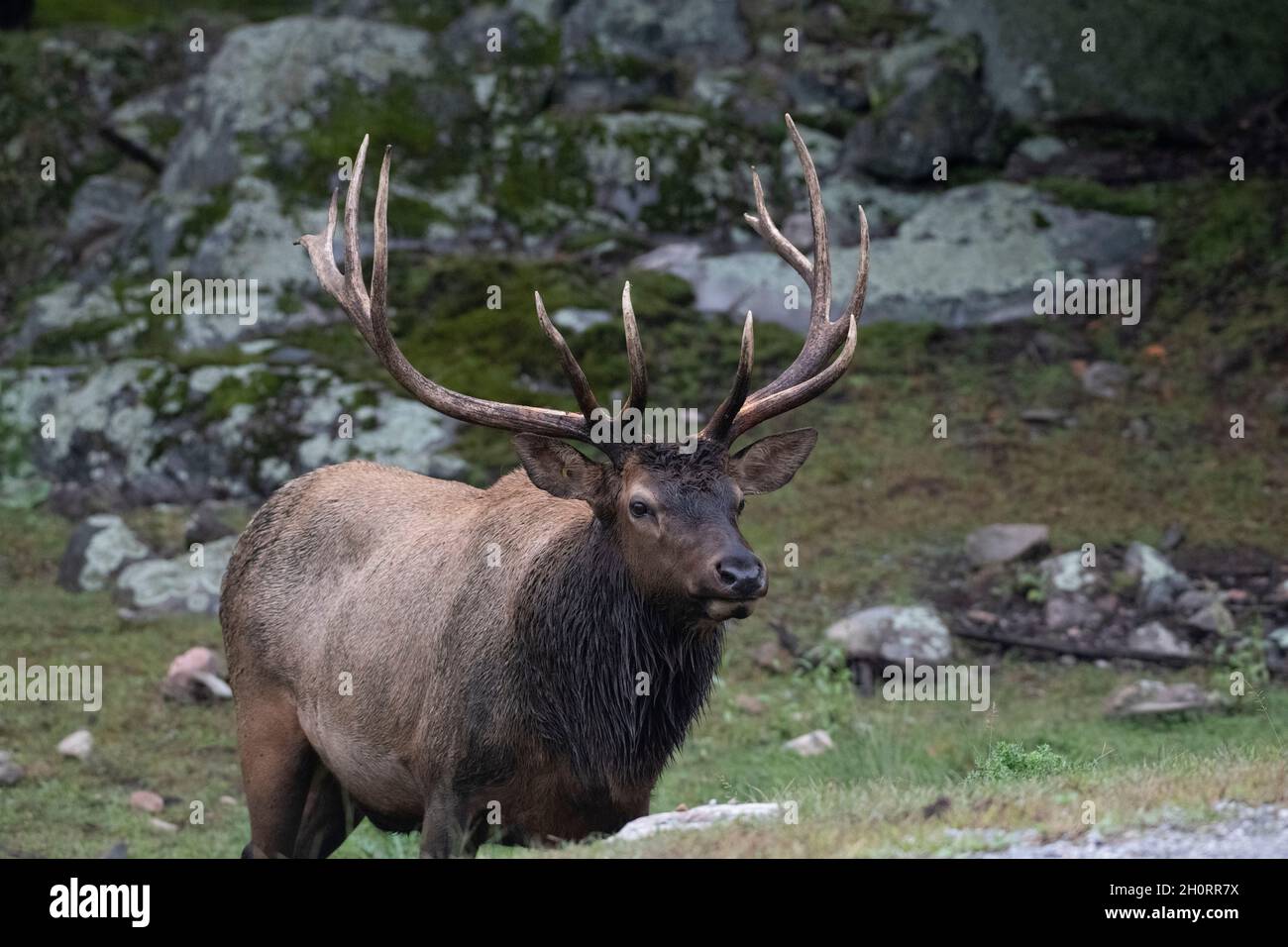 Portrait of a male elk standing in forest, Canada Stock Photo - Alamy