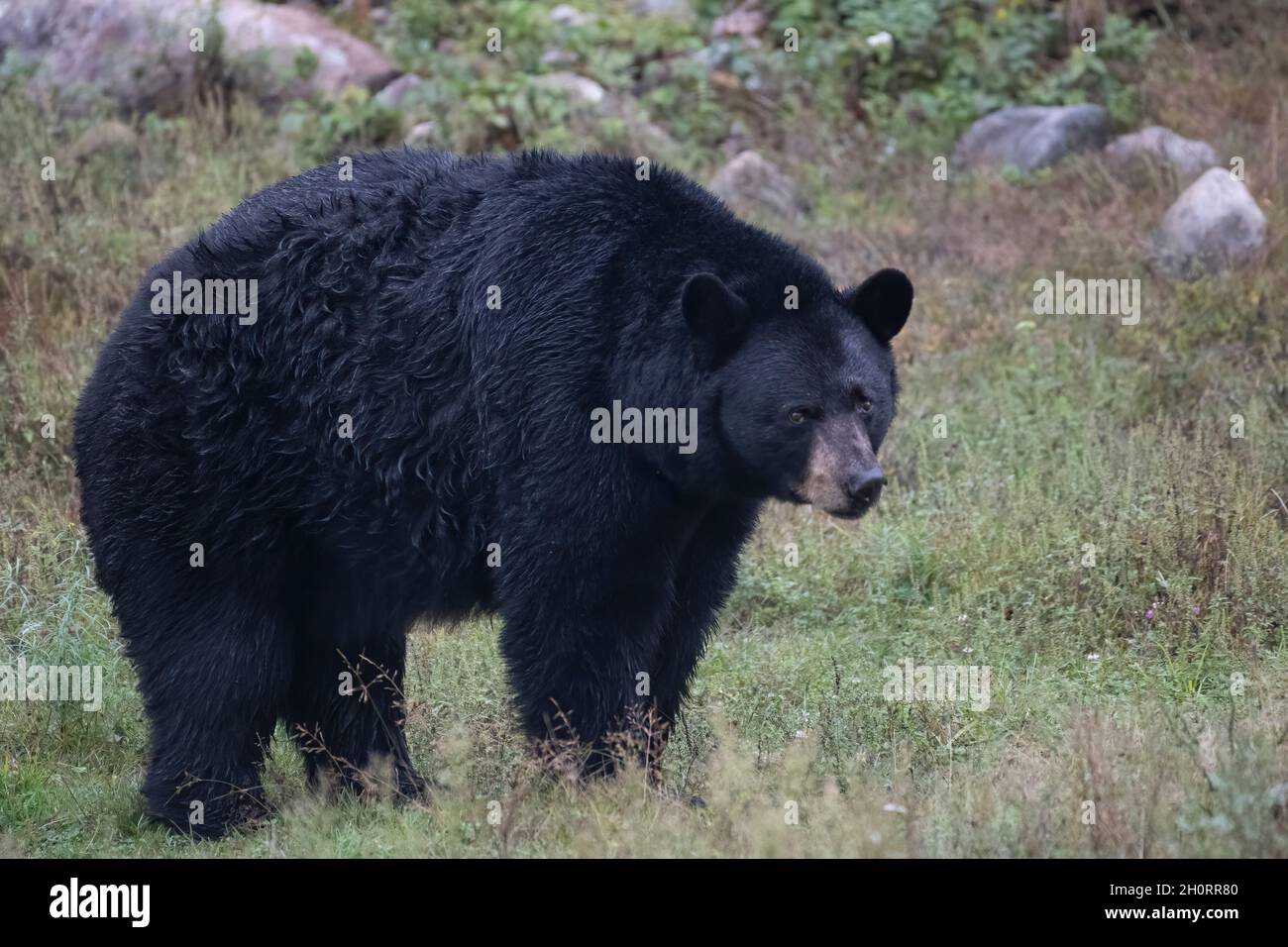Bear standing side view hi-res stock photography and images - Alamy