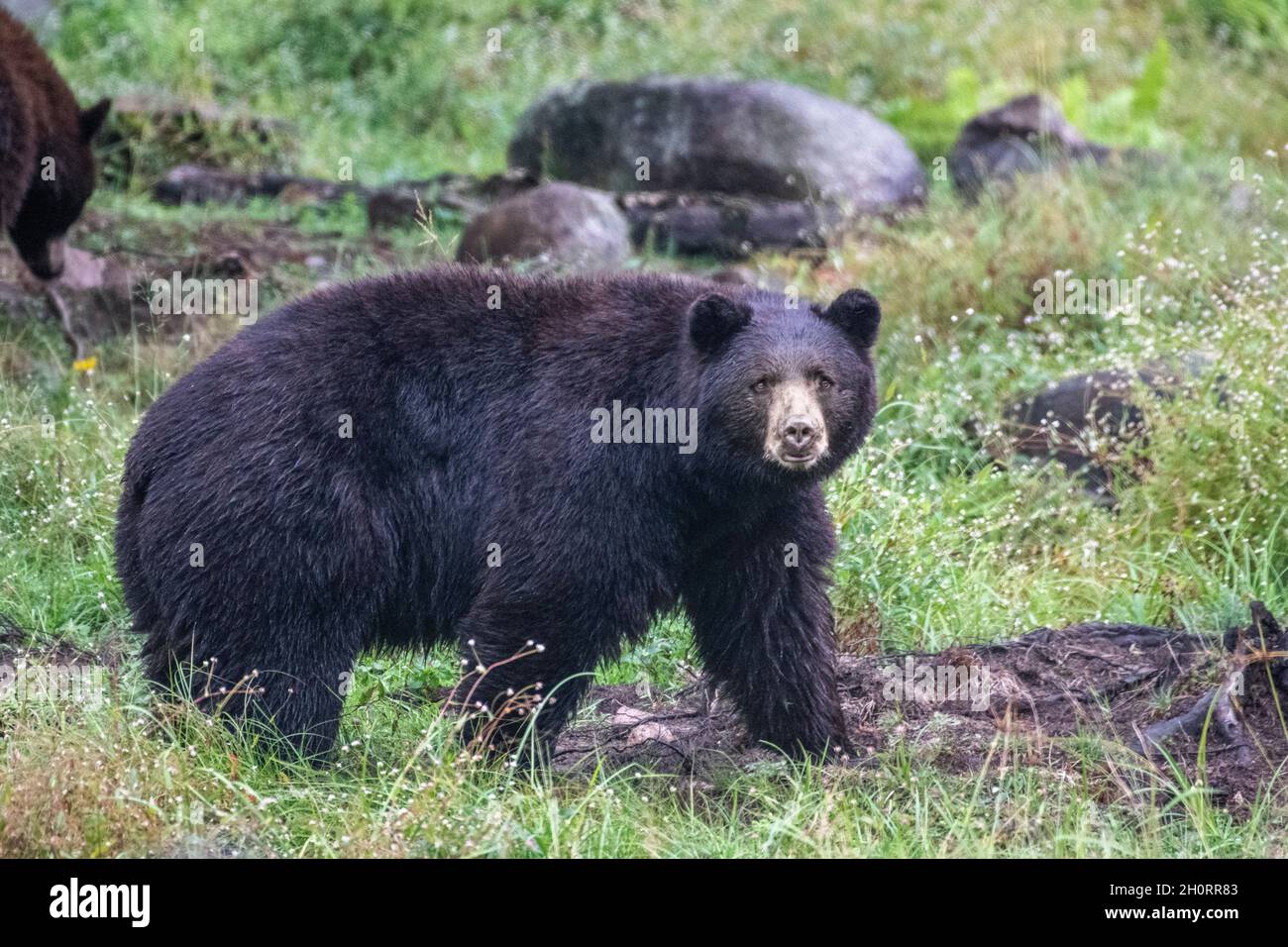 Canada bear landscape hi-res stock photography and images - Alamy