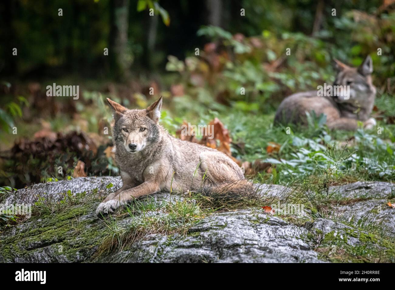 Coyote front view hi-res stock photography and images - Alamy
