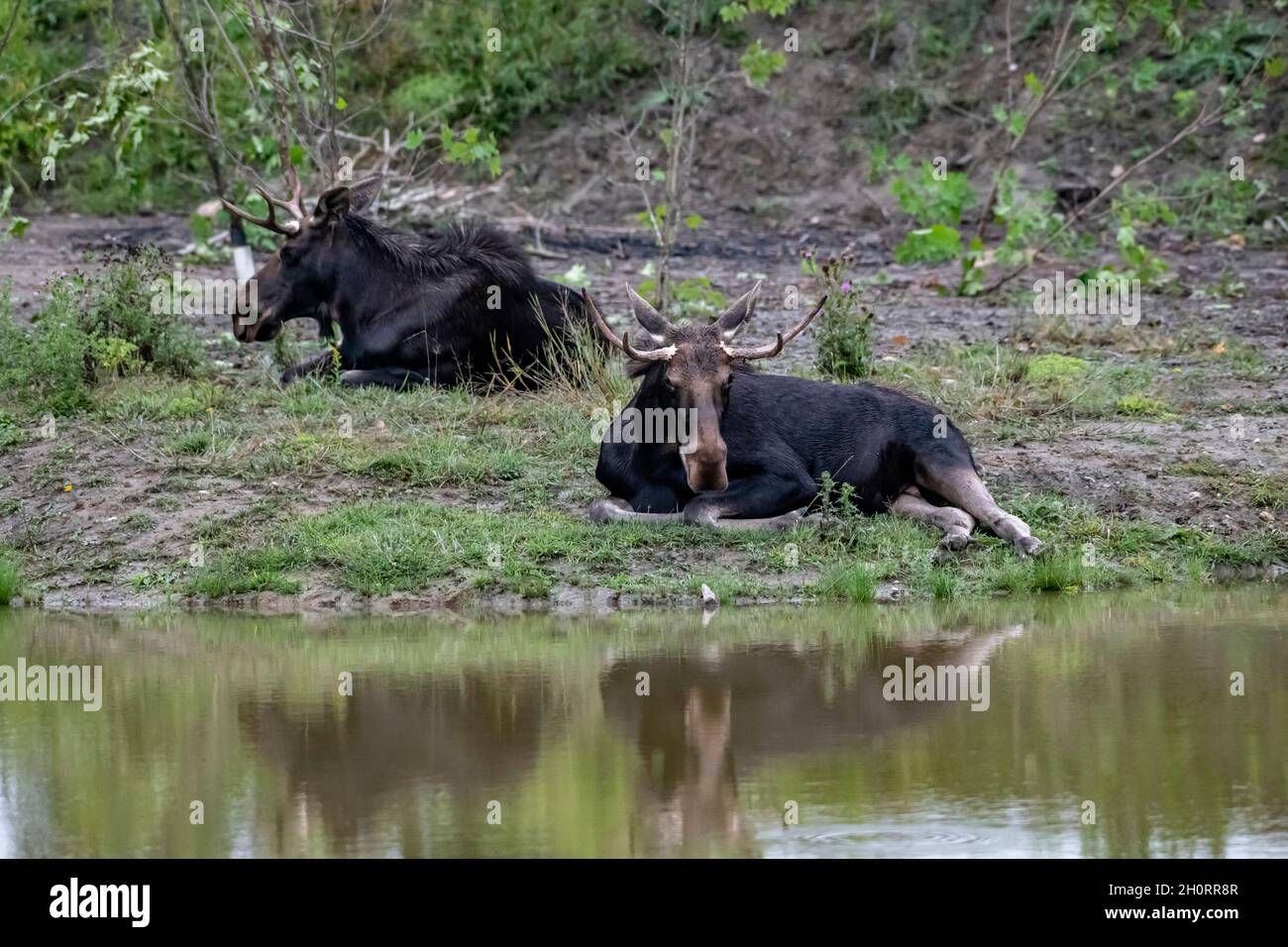 Moose lying down hi-res stock photography and images - Alamy