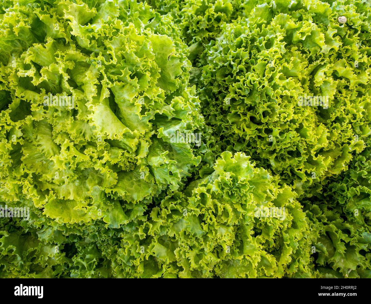 Fresh grocery stand hi-res stock photography and images - Alamy