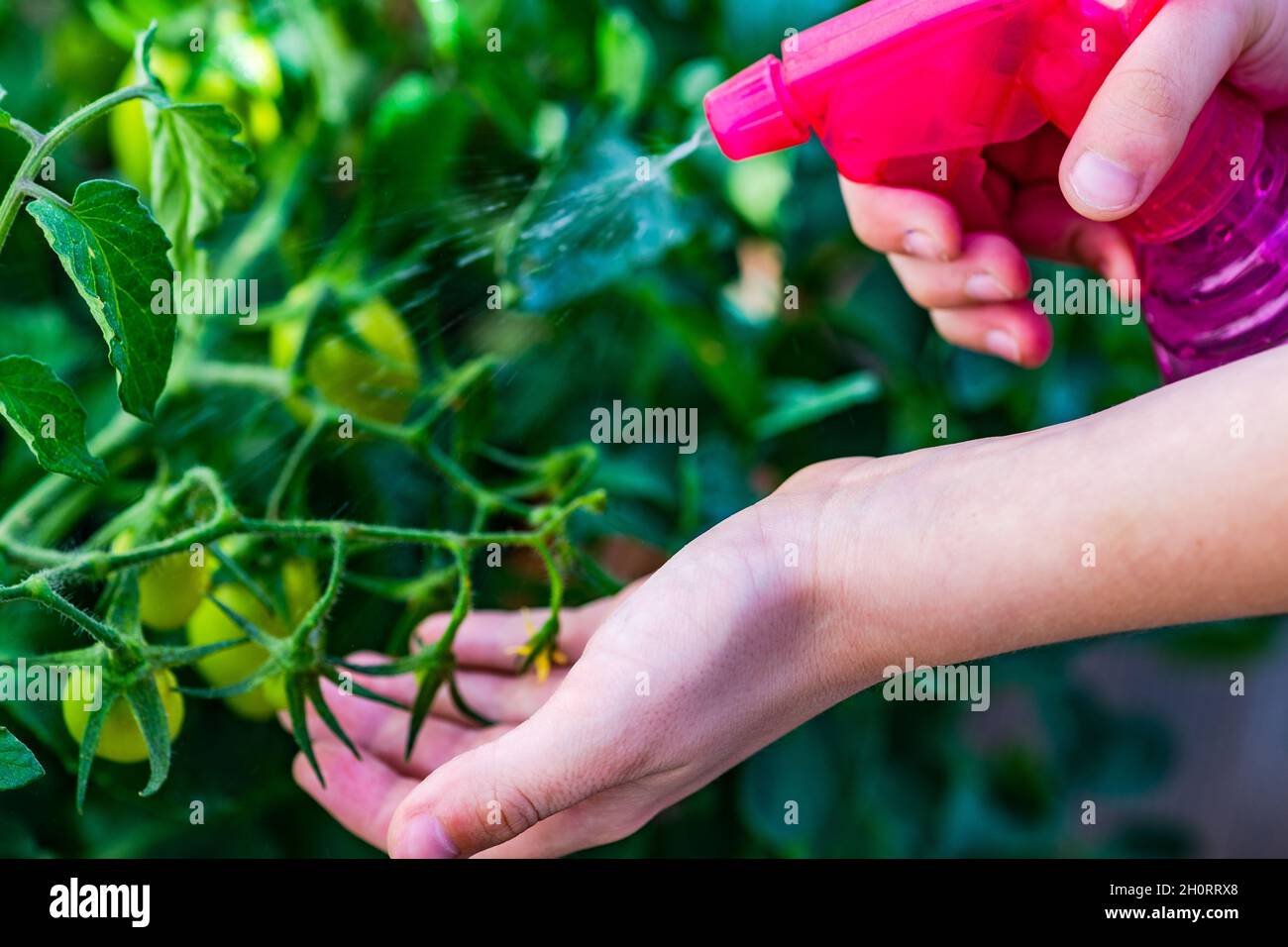 Spraying tomato hi-res stock photography and images - Alamy