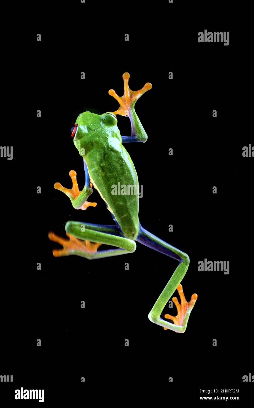 Overhead view of a red-eyed tree frog on a black background Stock Photo ...