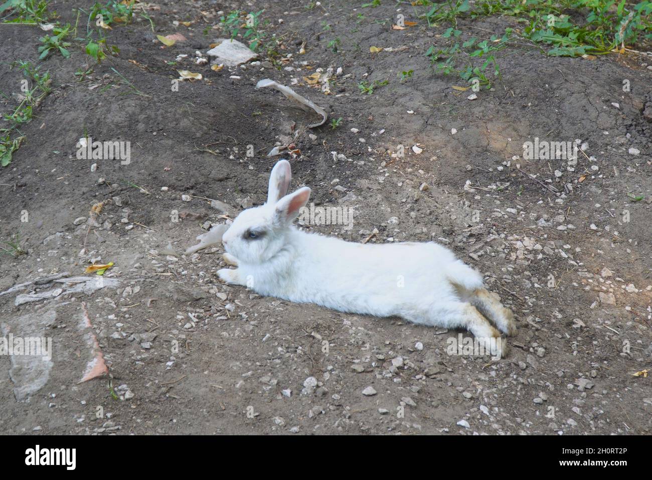 A funny white rabbit is lying on the ground Stock Photo - Alamy