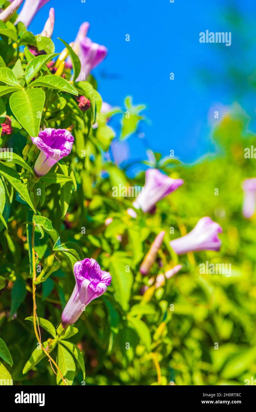Pink violet purple Mexican Morning Glory Glories Ipomoea spp flower on ...
