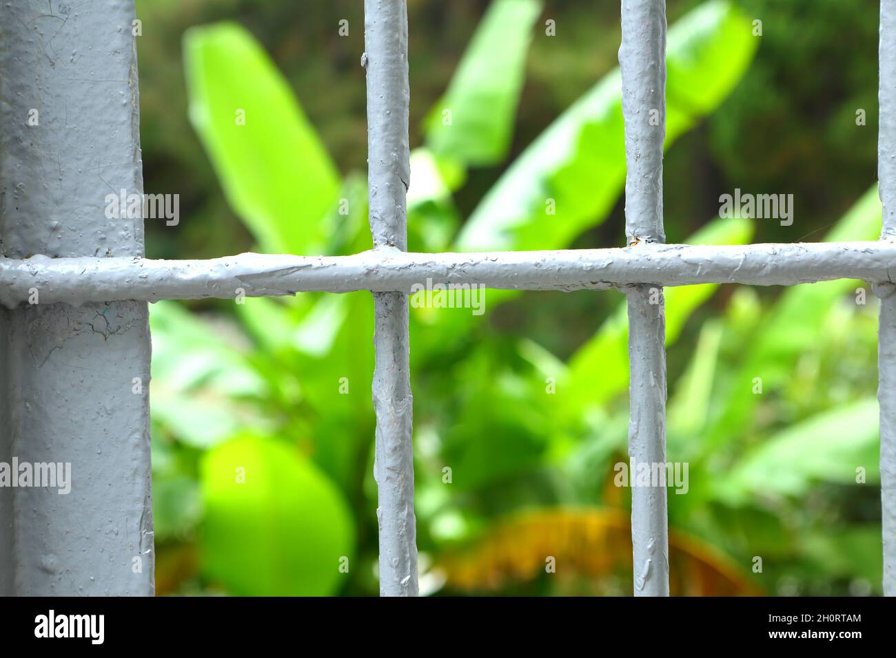 Banana tree behind the iron bars Stock Photo - Alamy