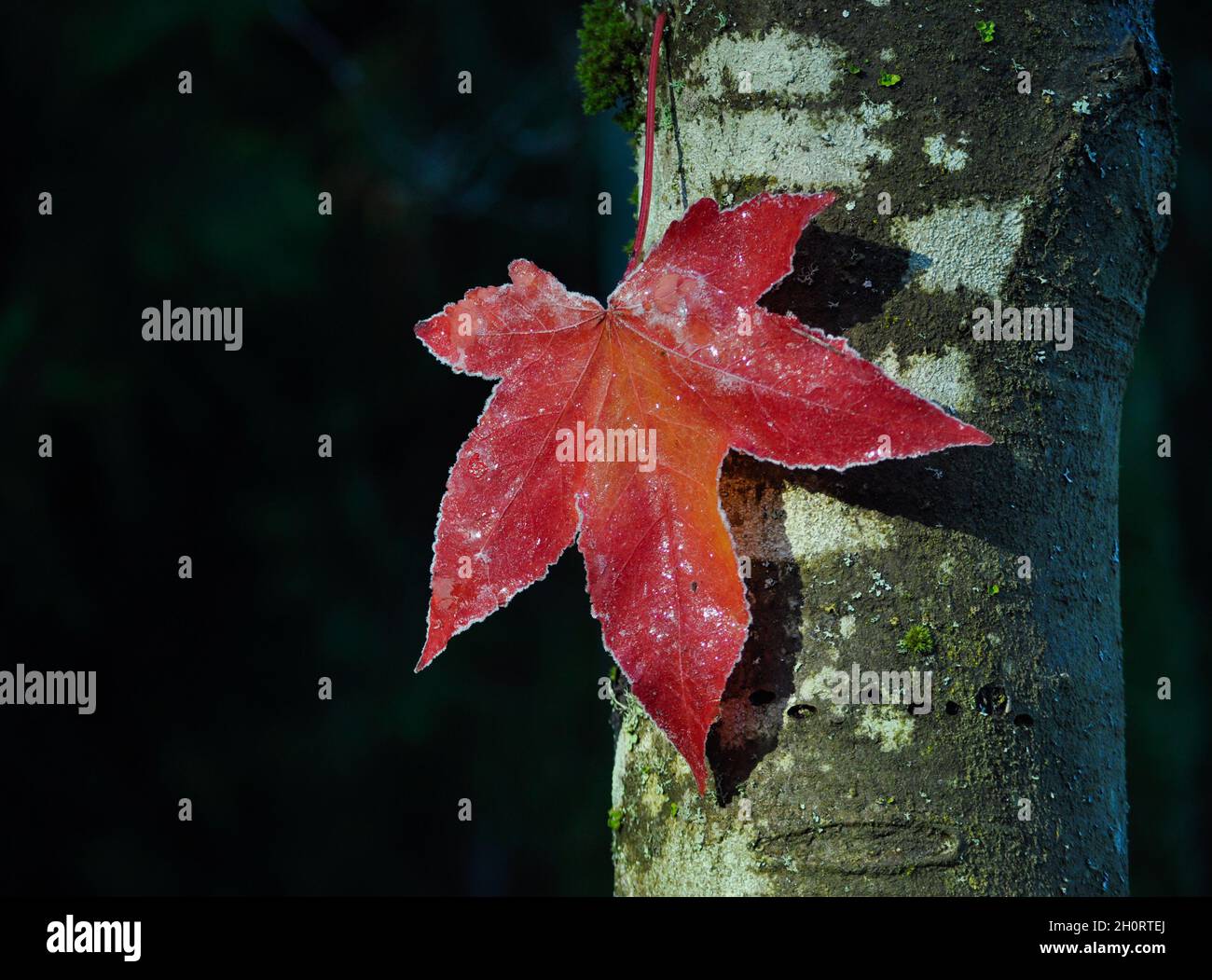Hanging maple leaf canada day hi-res stock photography and images - Alamy