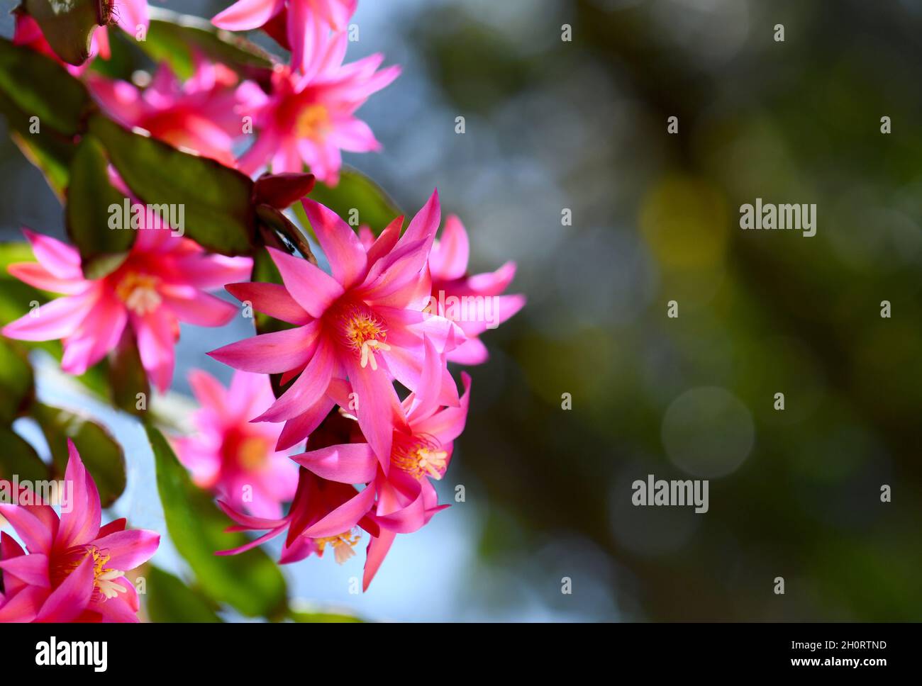 Spring nature background with vibrant pink flowers of the Zygocactus ...