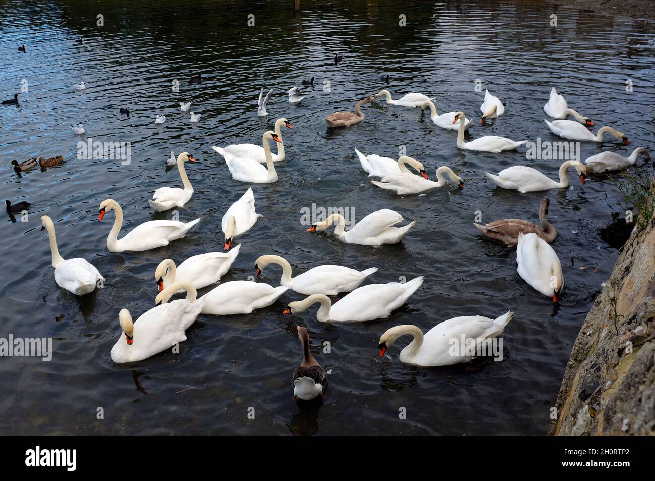Bird,Birds,Swan,Swans,feeding,The Causeway,River Yar,Freshwater,Isle of ...